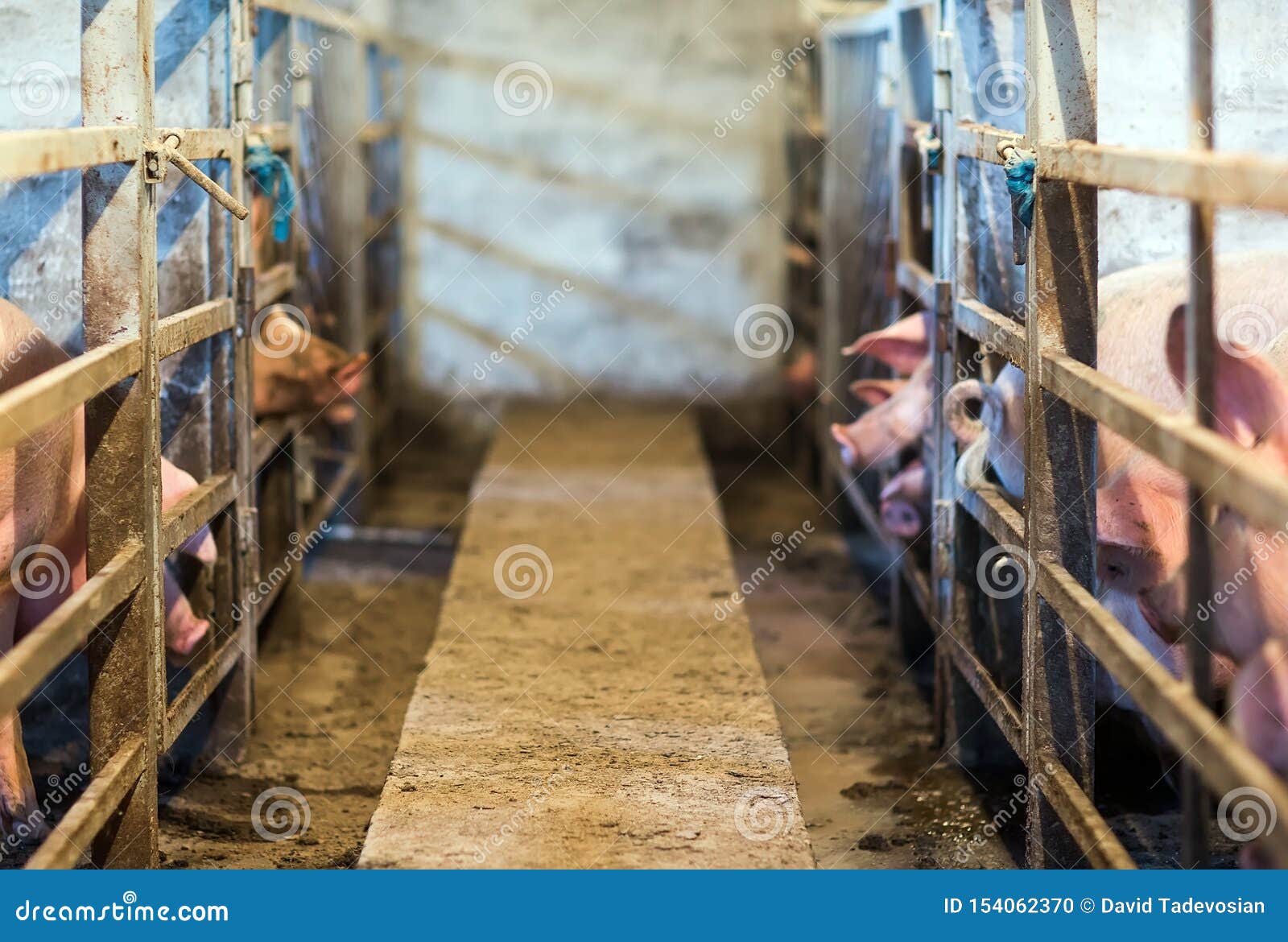View of Inside of Big Breeding Pig Farm. Stock Photo - Image of growth ...