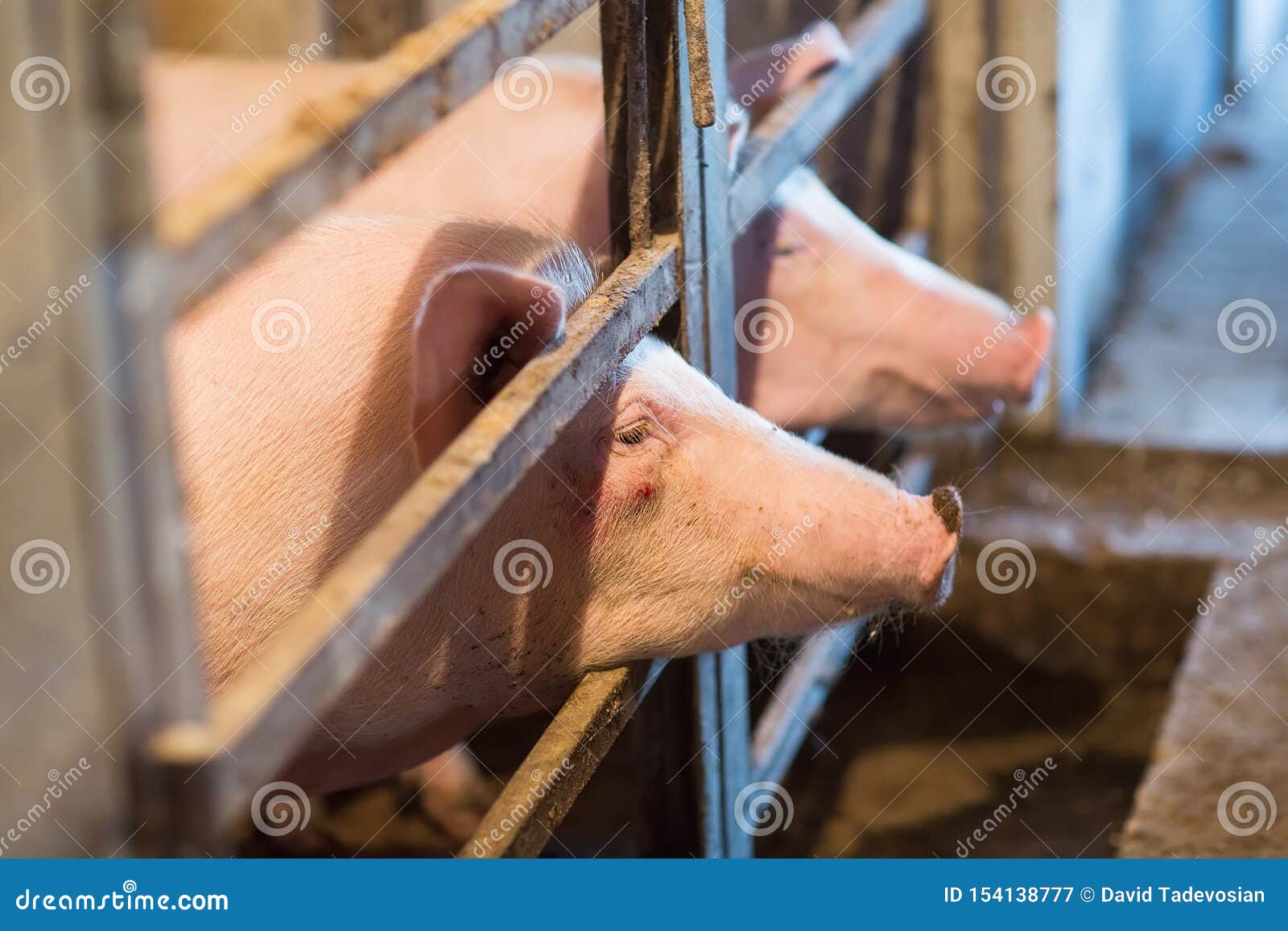 View of Inside of Big Breeding Pig Farm. Stock Image - Image of fence ...