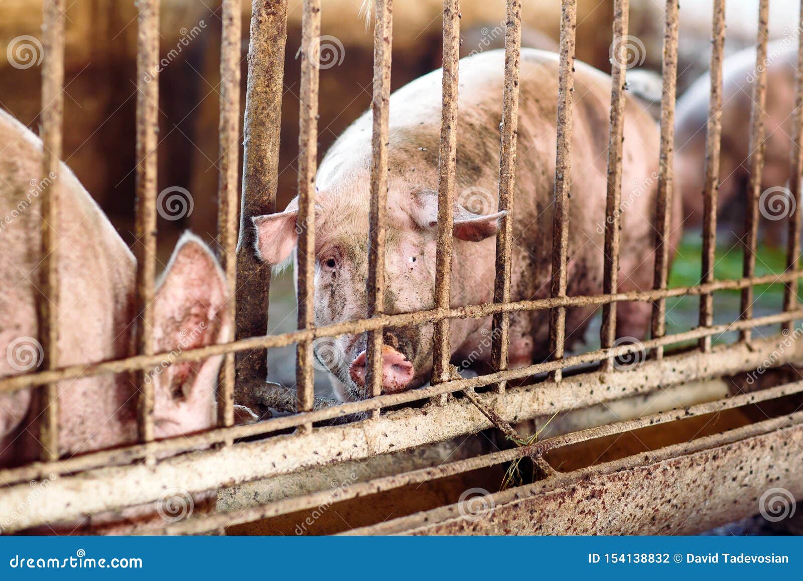 View of Inside of Big Breeding Pig Farm. Stock Photo - Image of barn ...