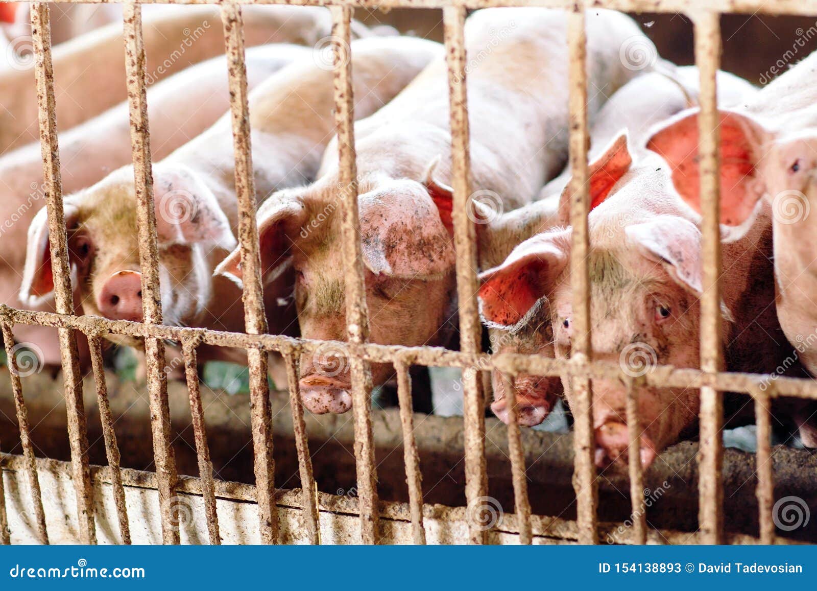 View of Inside of Big Breeding Pig Farm. Stock Image - Image of metal ...
