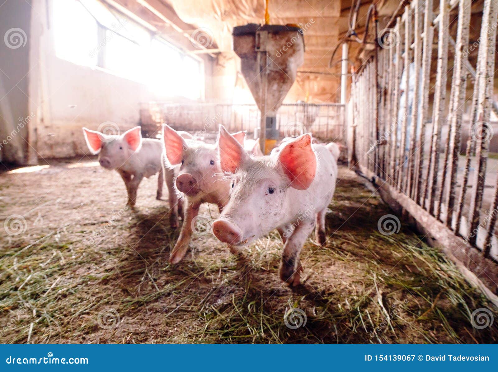 View of Inside of Big Breeding Pig Farm. Stock Image - Image of farm ...