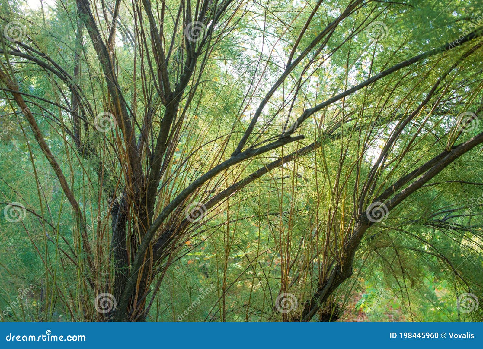 View of the Inside of a Bush Taken Stock Photo - Image of leaf, europe ...