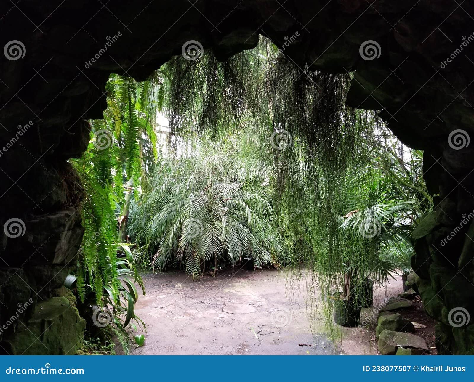 The View from Inside a Dark Cave Overlooking a Green Tropical Forest ...