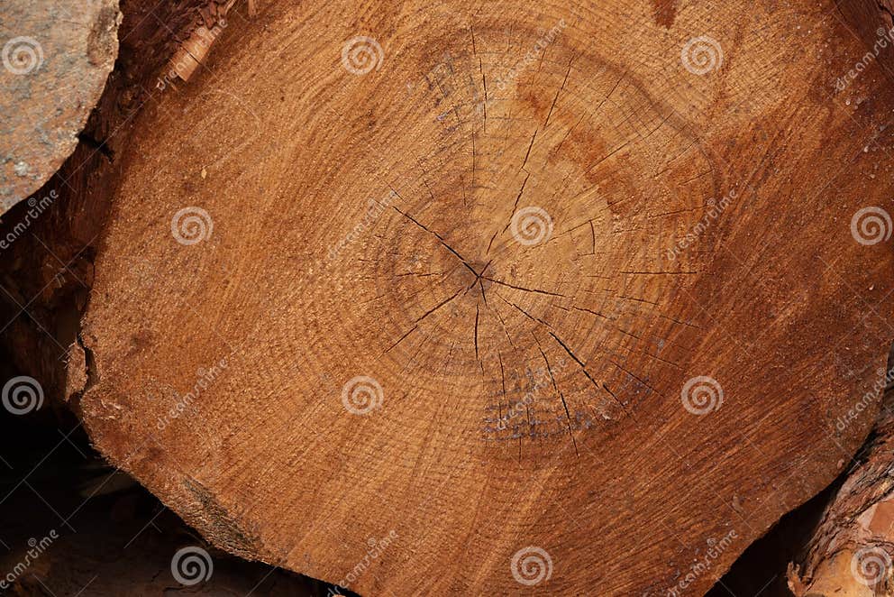 A View from Inside a Felled Tree. a Tree Stump Pattern Stock Photo - Image of closeup, line ...