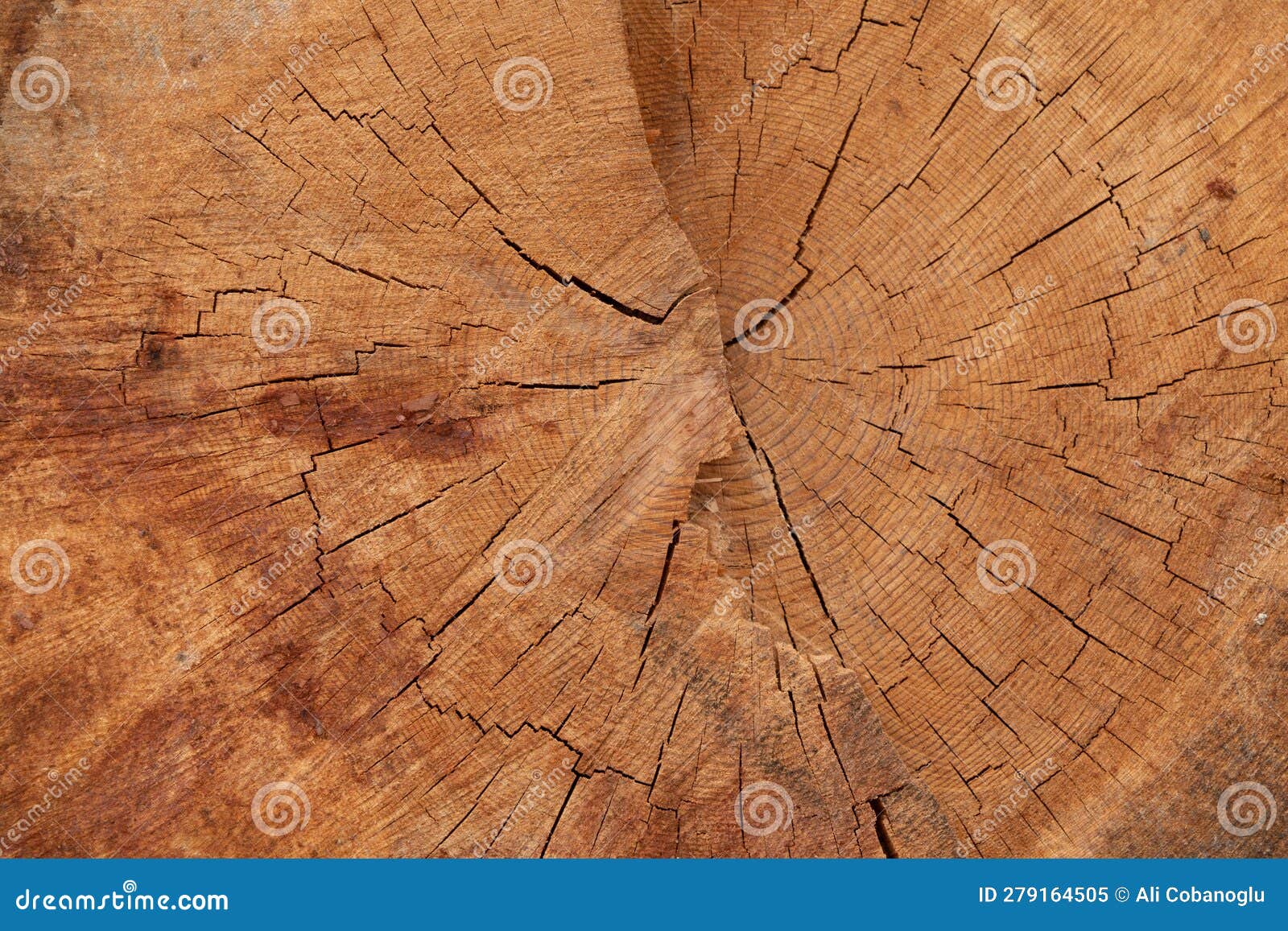 A View from Inside a Felled Tree. a Tree Stump Pattern Stock Image ...