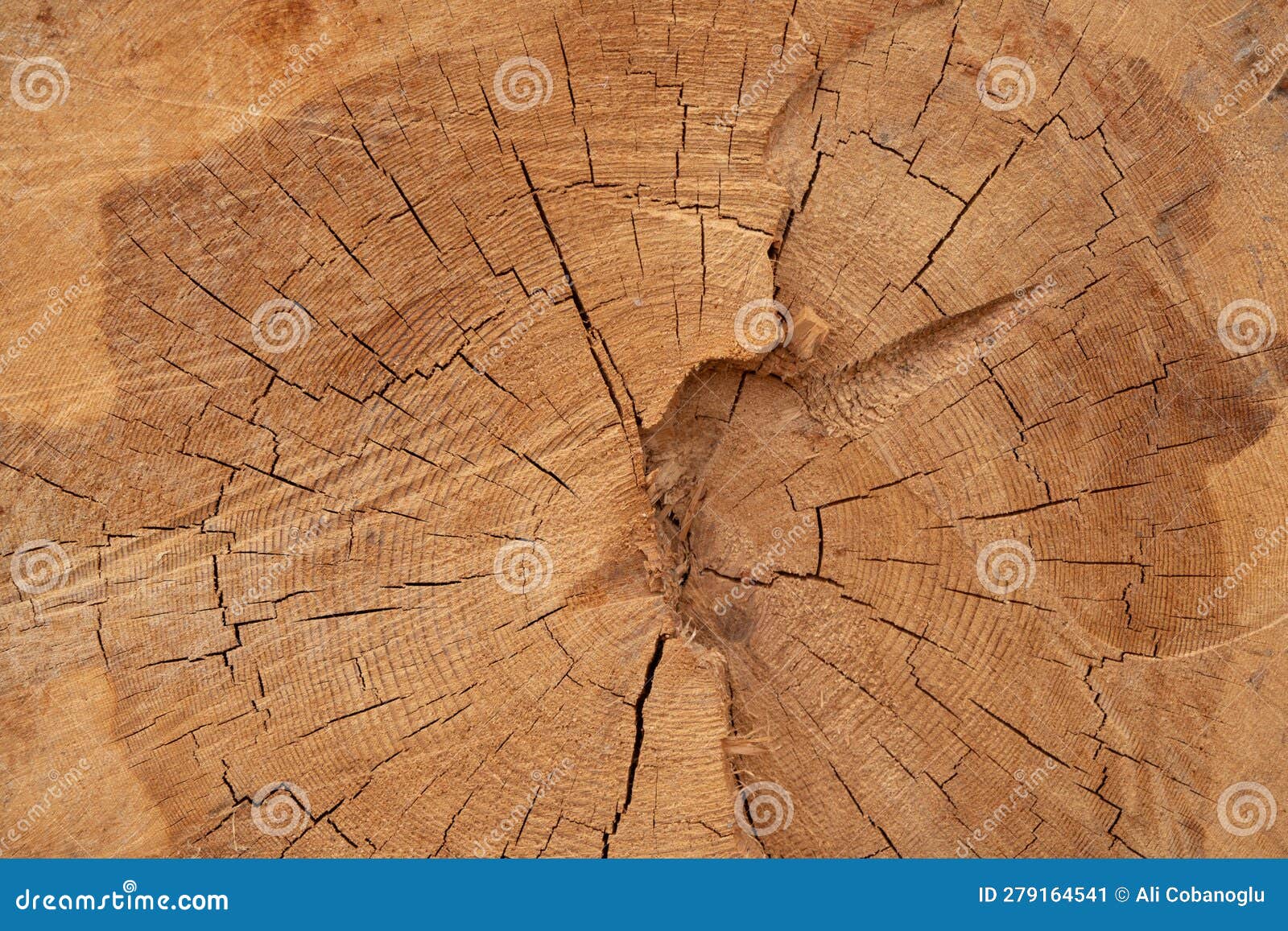 A View from Inside a Felled Tree. a Tree Stump Pattern Stock Image ...