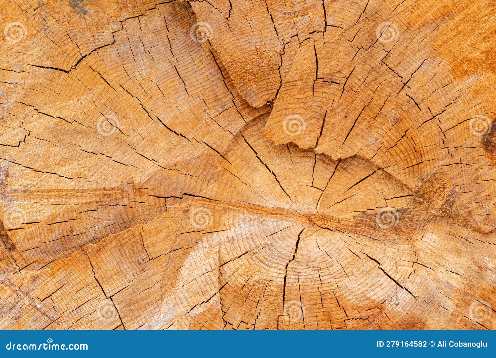 A View from Inside a Felled Tree. a Tree Stump Pattern Stock Photo ...