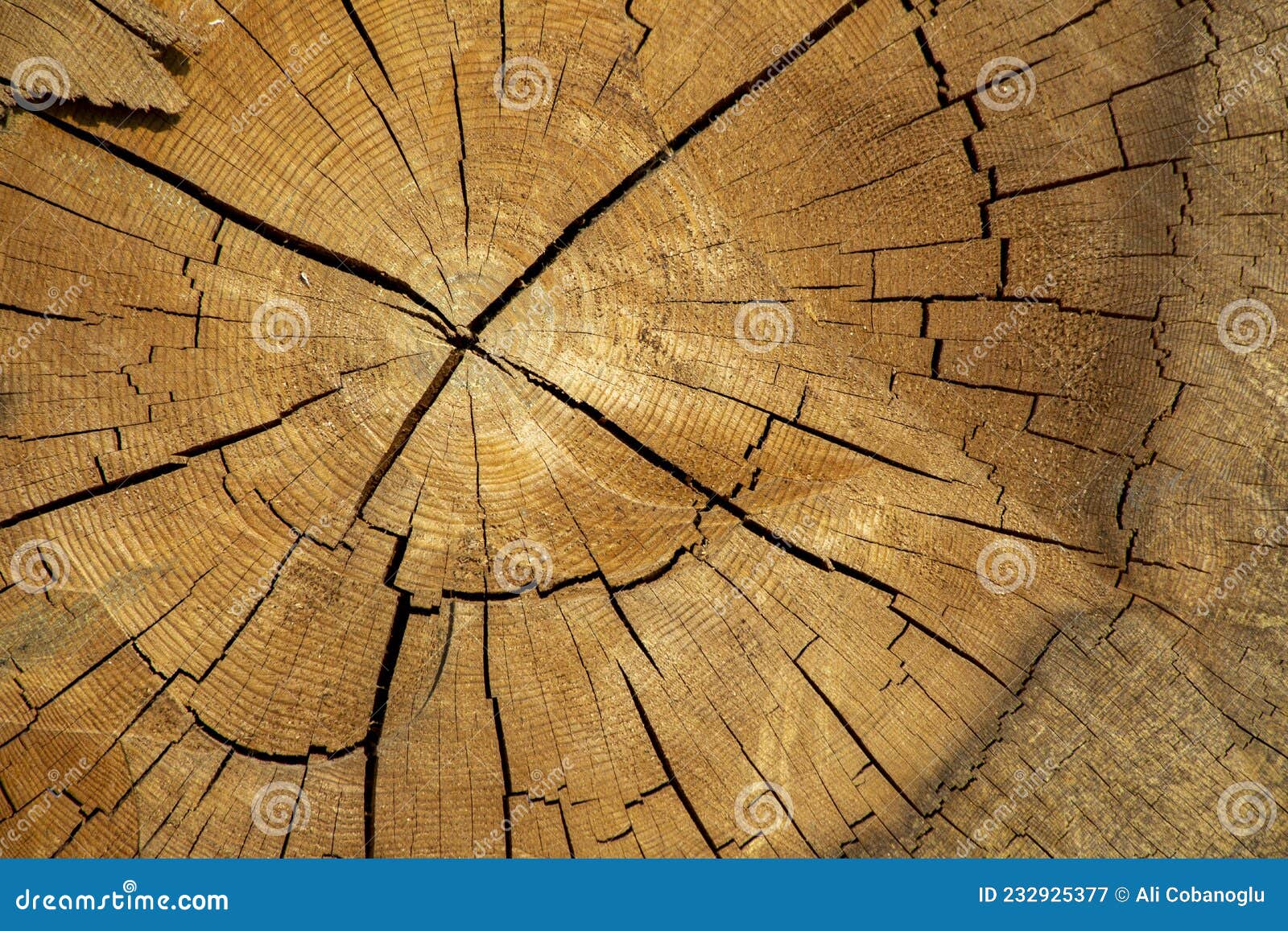 A View of the Inside of a Felled Trees. a Tree Stump Section Stock ...