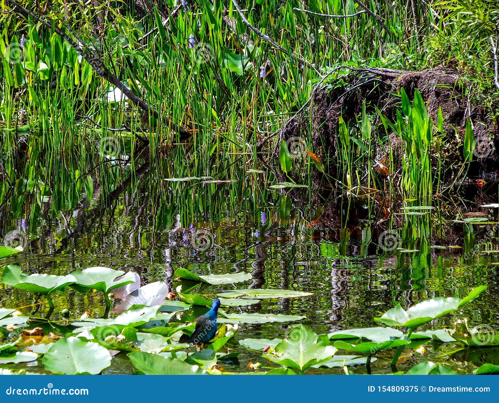 View Inside a Florida Everglades Swamp Stock Image - Image of nature ...