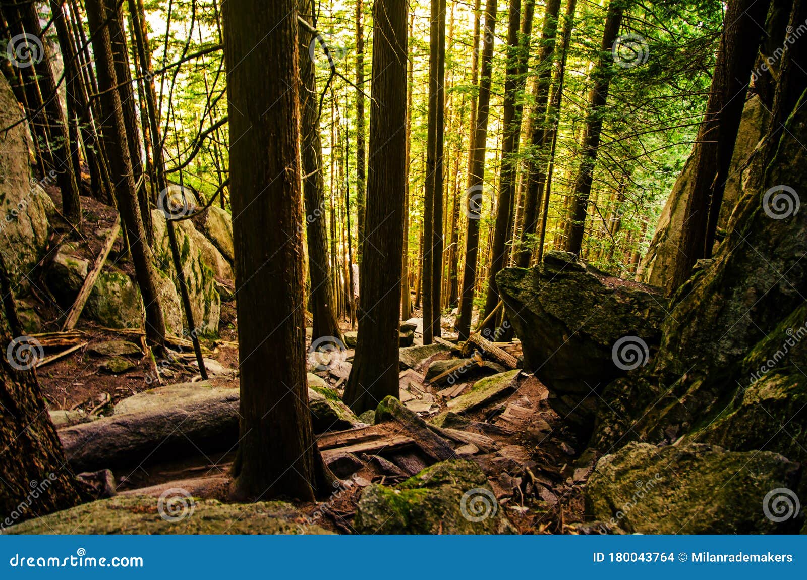 View Inside a Forest on a Mountain with Large Trees Stock Photo - Image ...