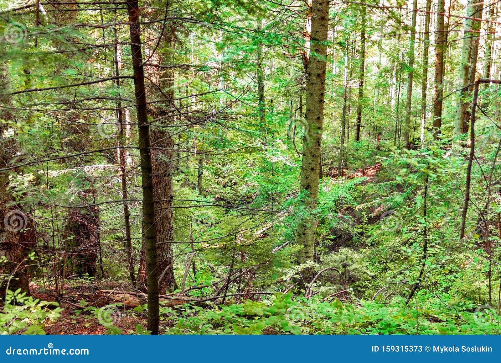 View Inside of the Forest on the Trees Stock Image - Image of ...