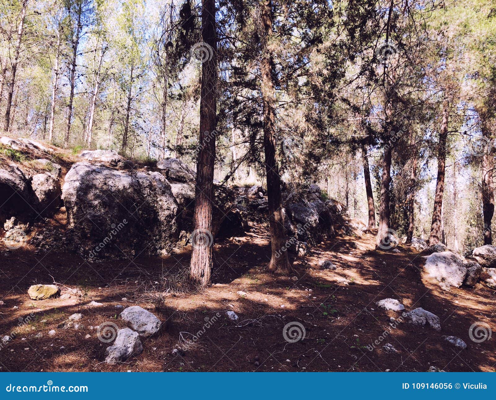 View Inside of the Forest on the Trees.Trees Grow in the Middle of the ...