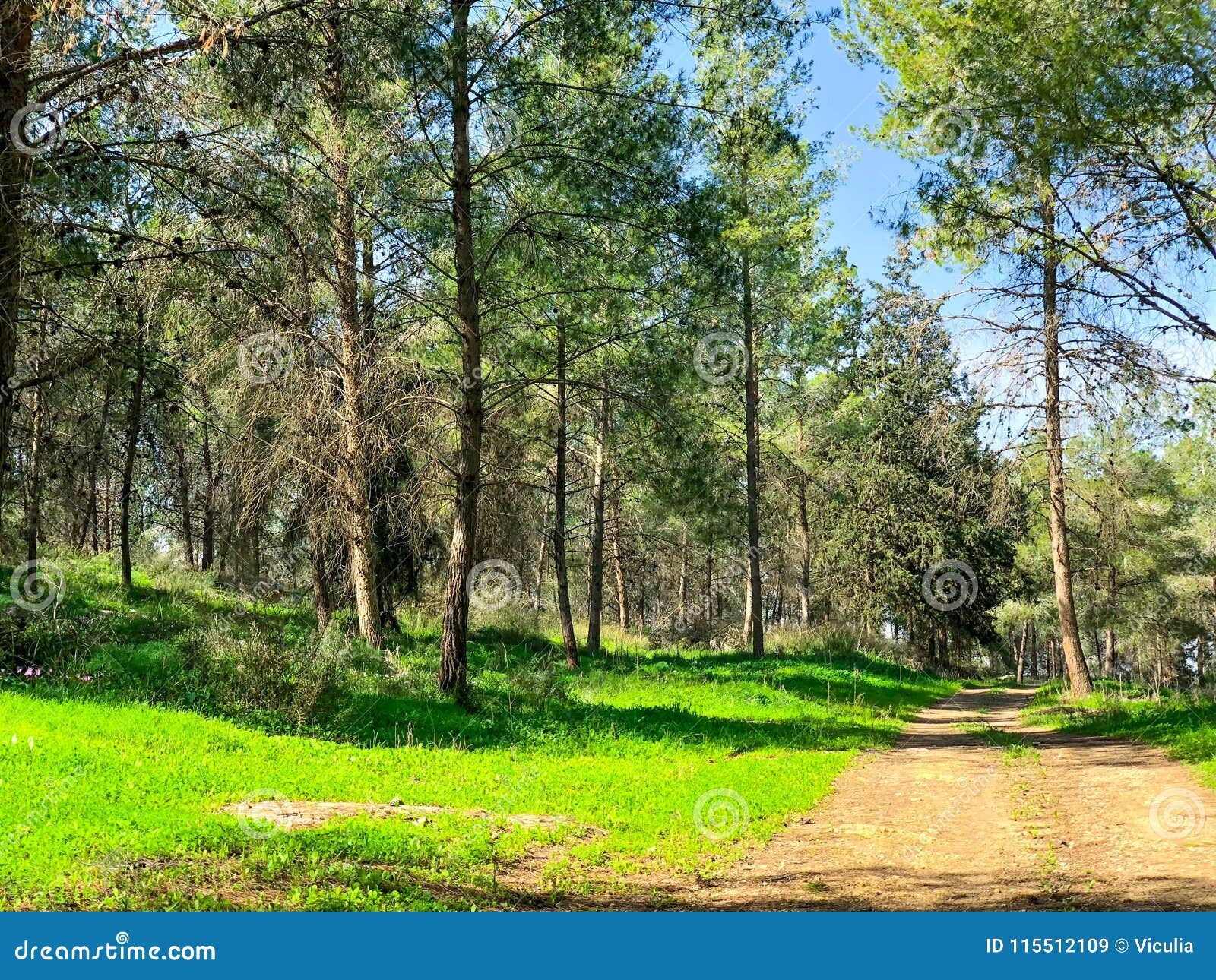 View Inside of the Forest on the Trees.Trees Grow in the Middle of the ...