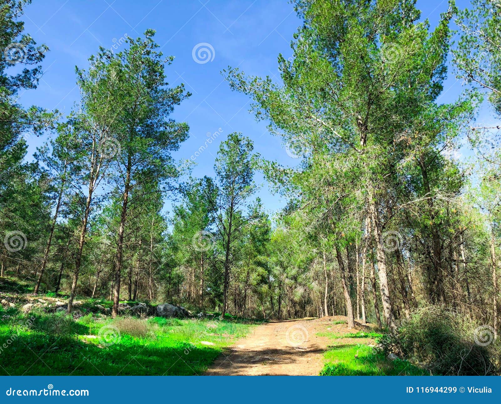 View Inside of the Forest on the Trees.Trees Grow in the Middle of the ...