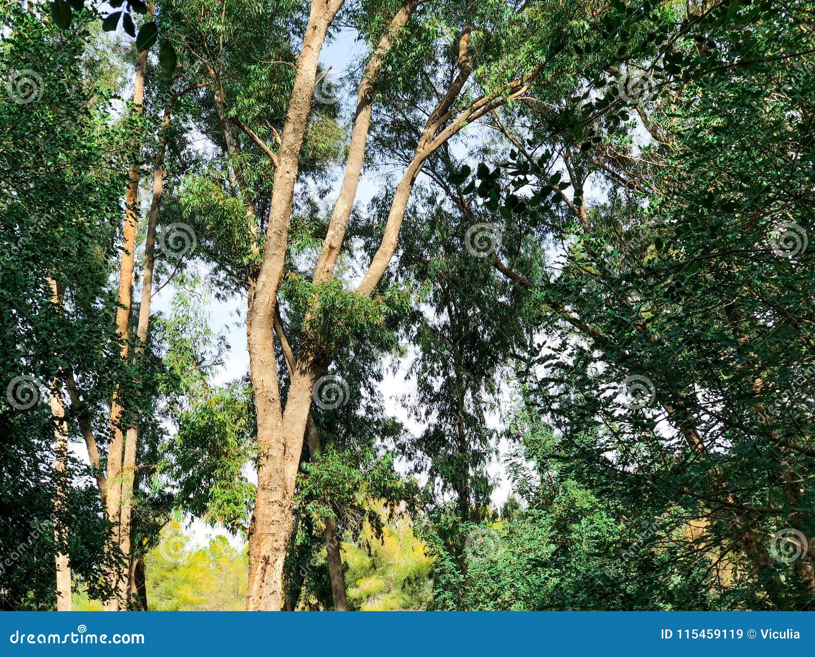 View Inside of the Forest on the Trees.Trees Grow in the Middle of the ...