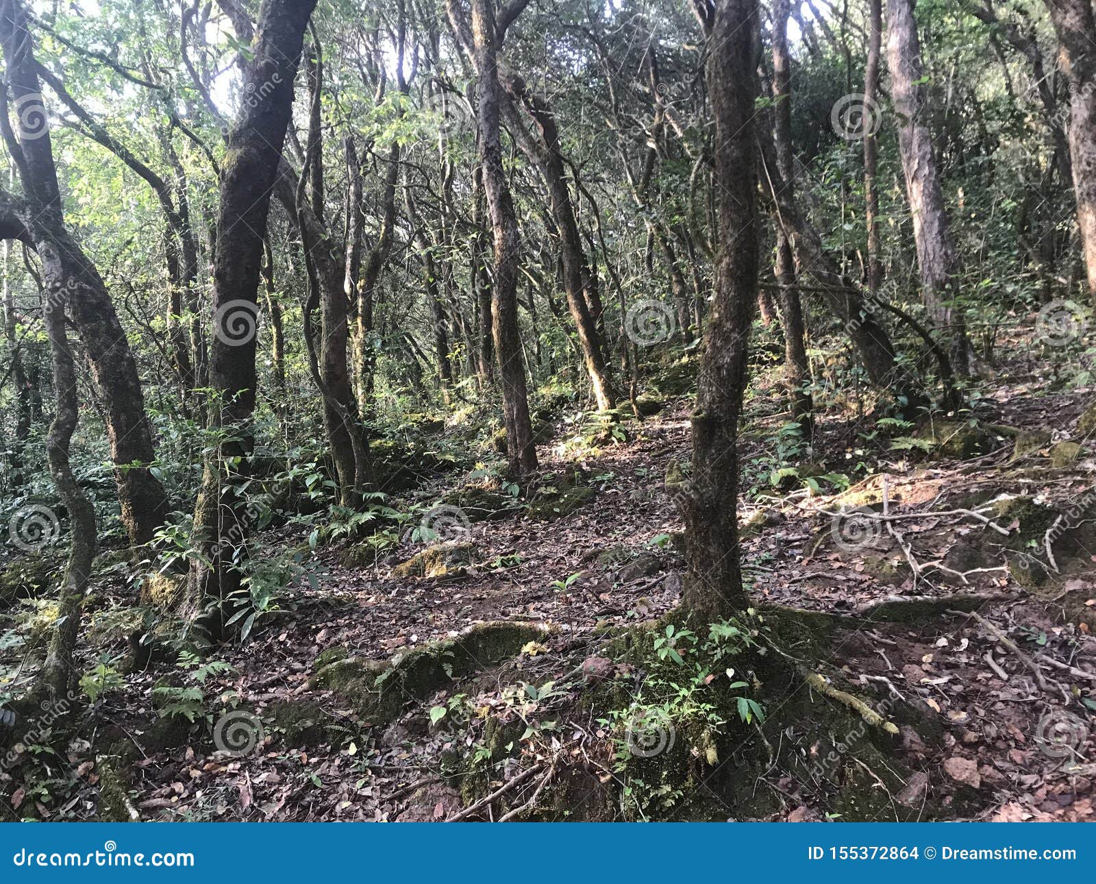 View of Inside Forest Trees Landscape Forest Trees Stock Photo - Image ...