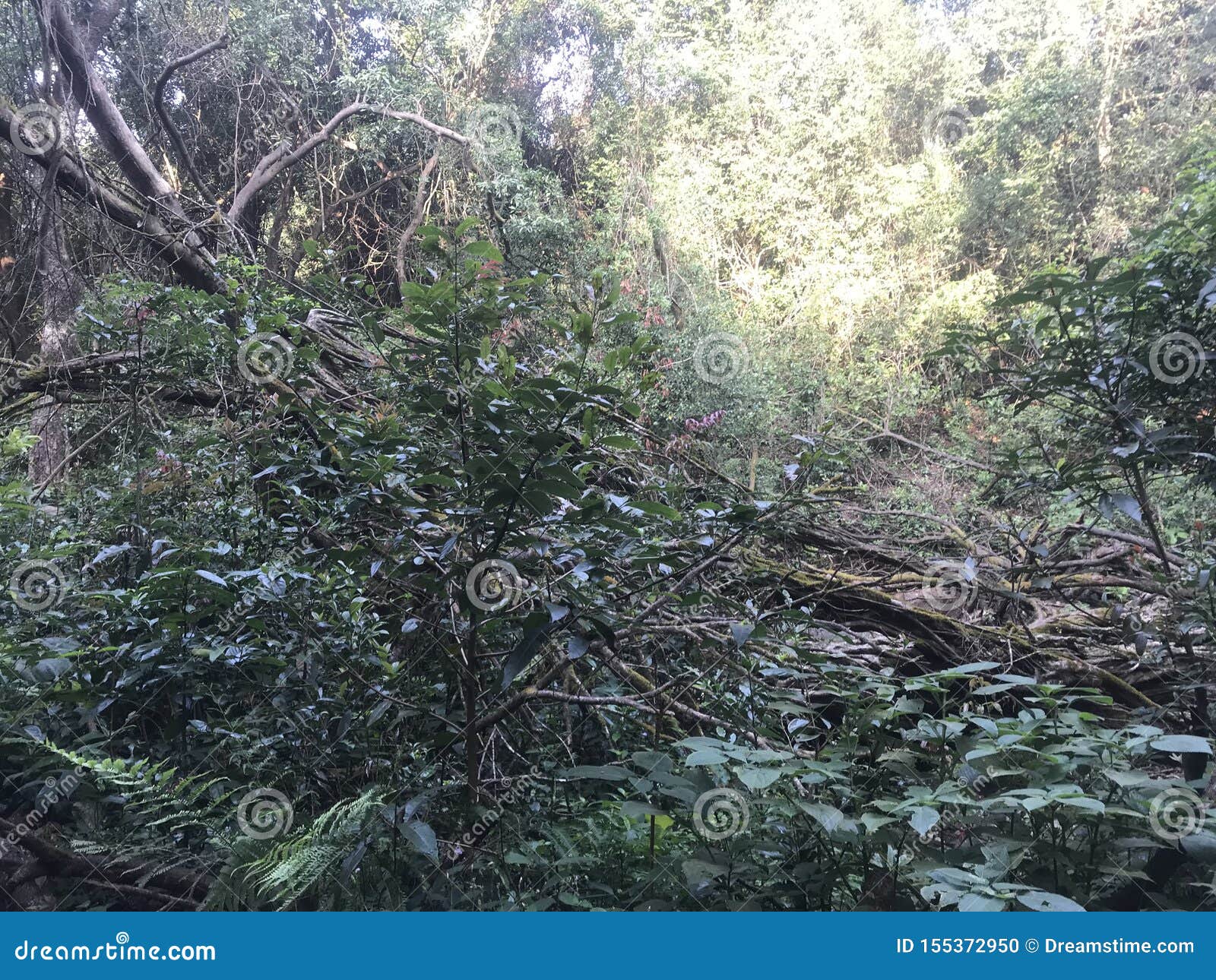 View of Inside Forest Trees Landscape Forest Trees Stock Photo - Image ...