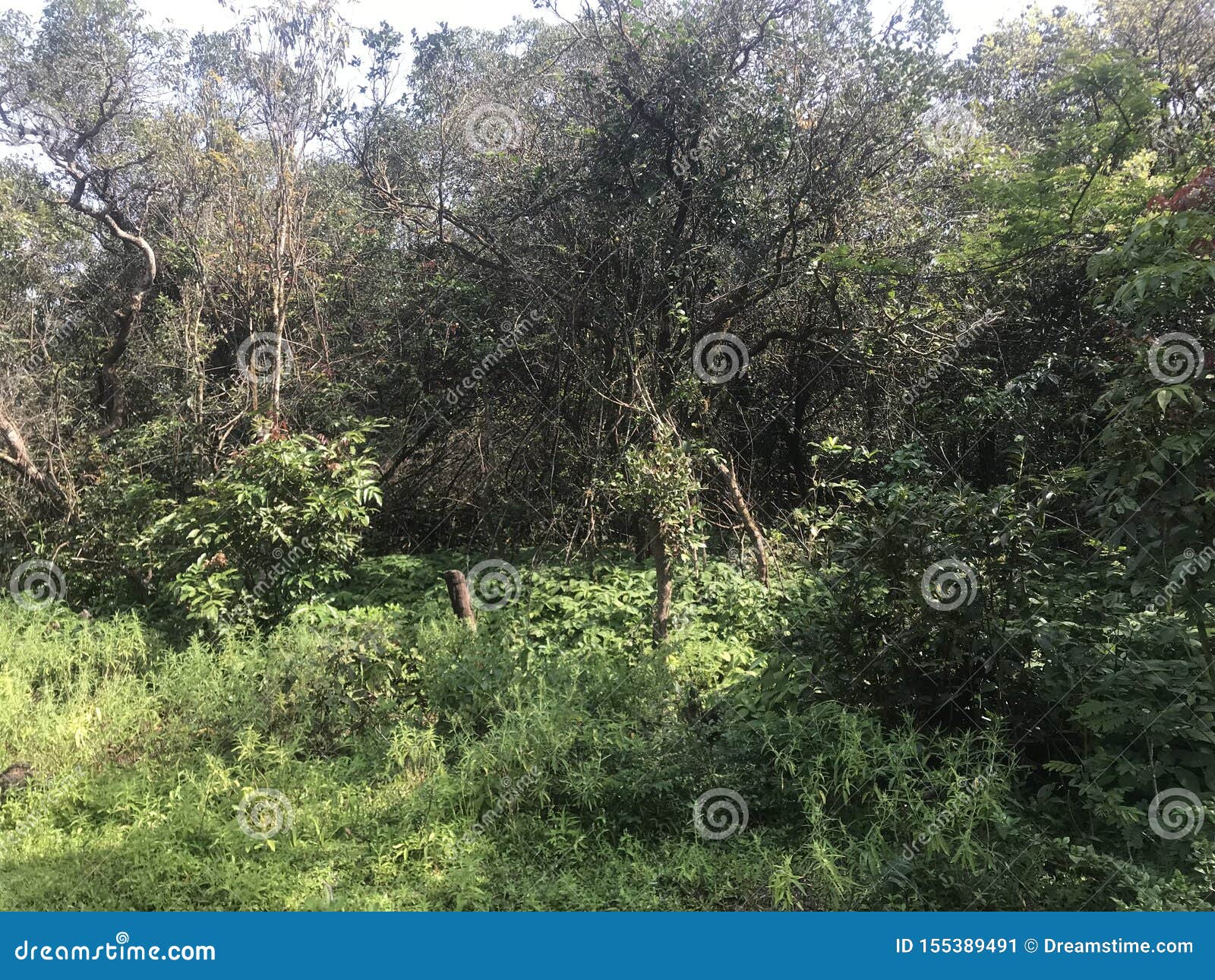 View of Inside Forest Trees Landscape Forest Trees Stock Image - Image ...