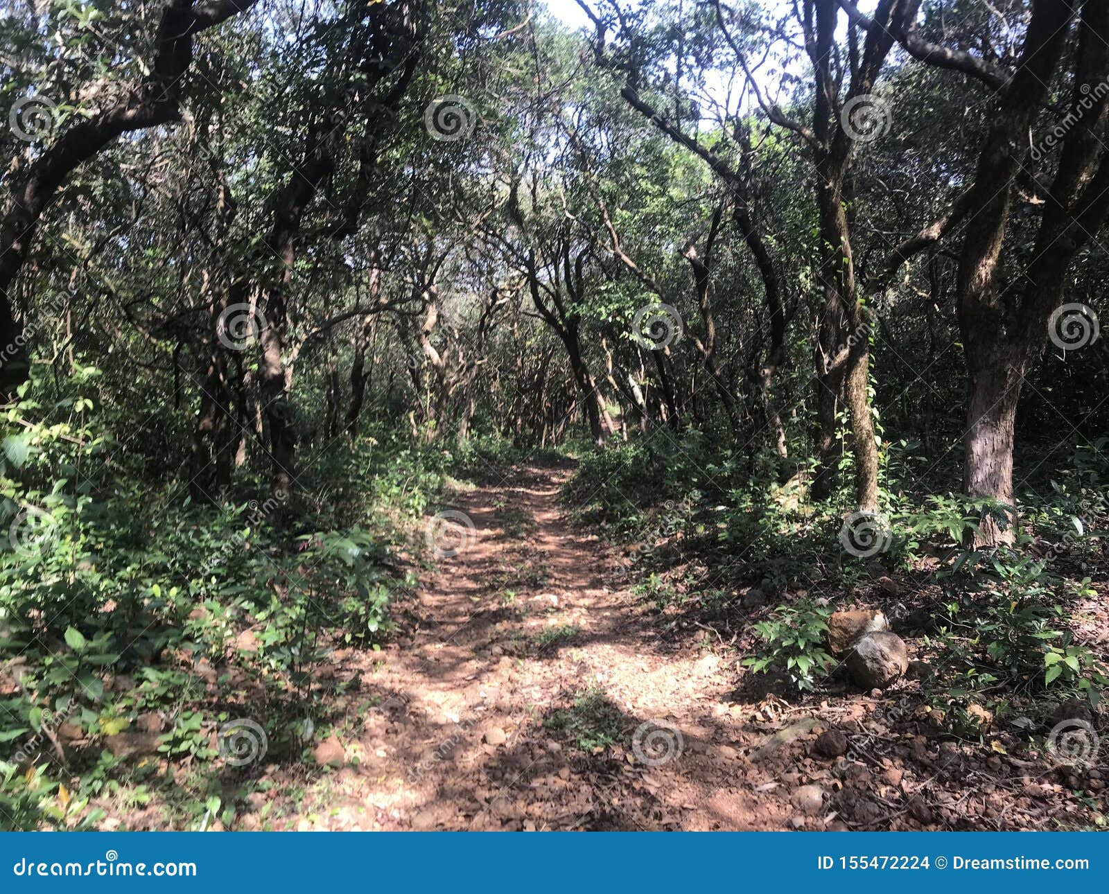 View of Inside Forest Trees Landscape Forest Trees Stock Photo - Image ...