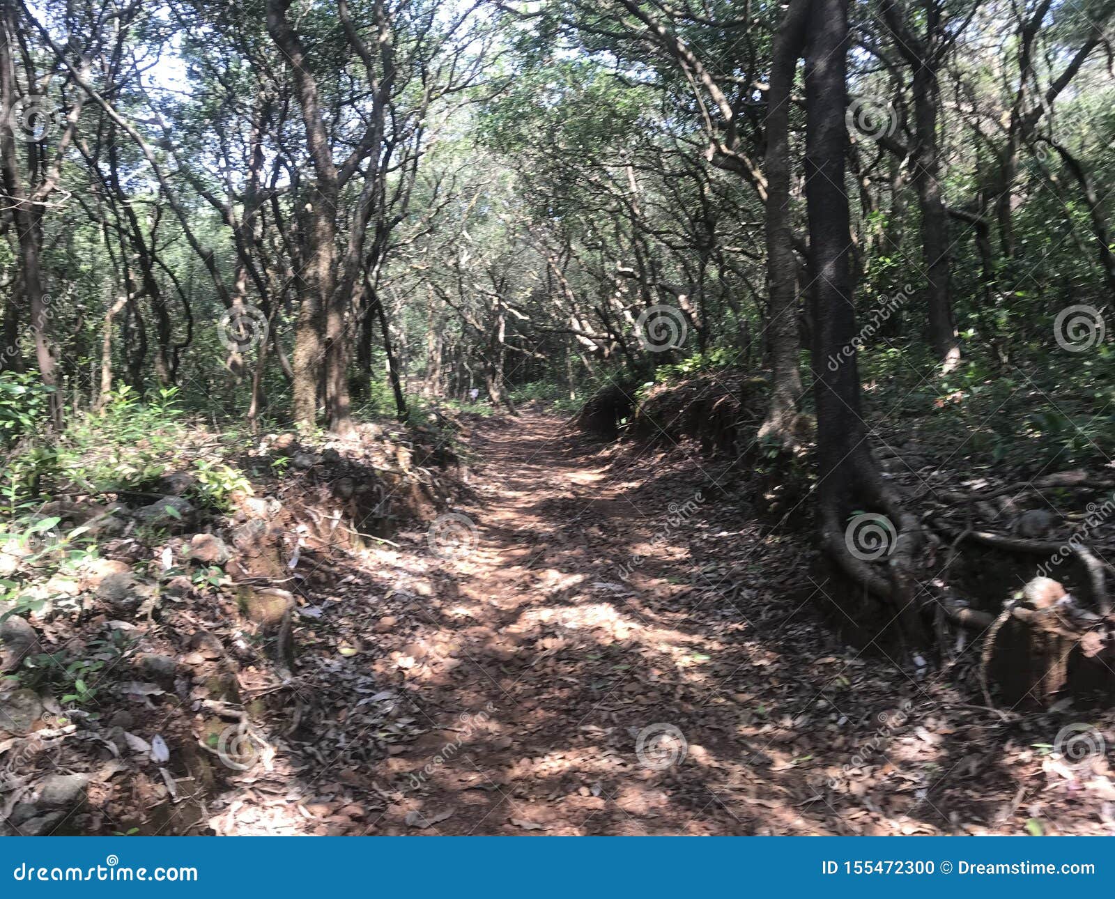 View of Inside Forest Trees Landscape Forest Trees Stock Photo - Image ...