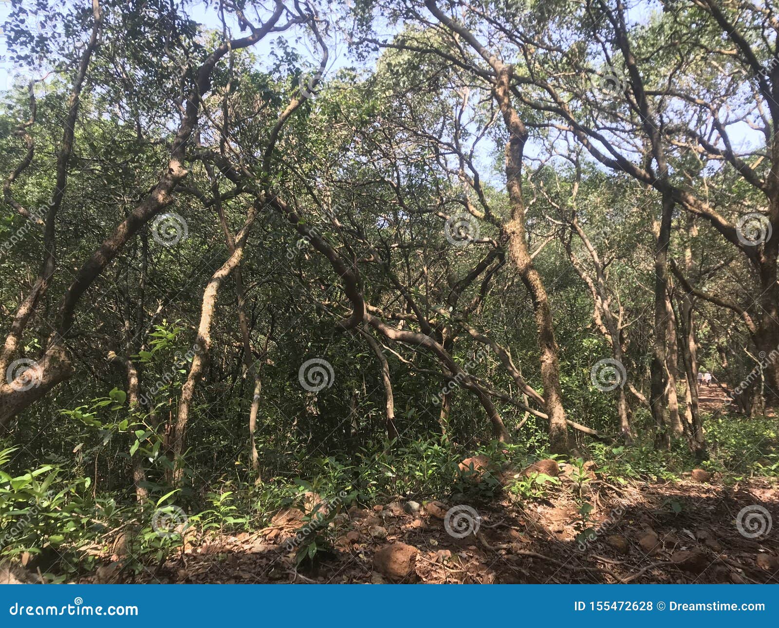 View of Inside Forest Trees Landscape Forest Trees Stock Photo - Image ...