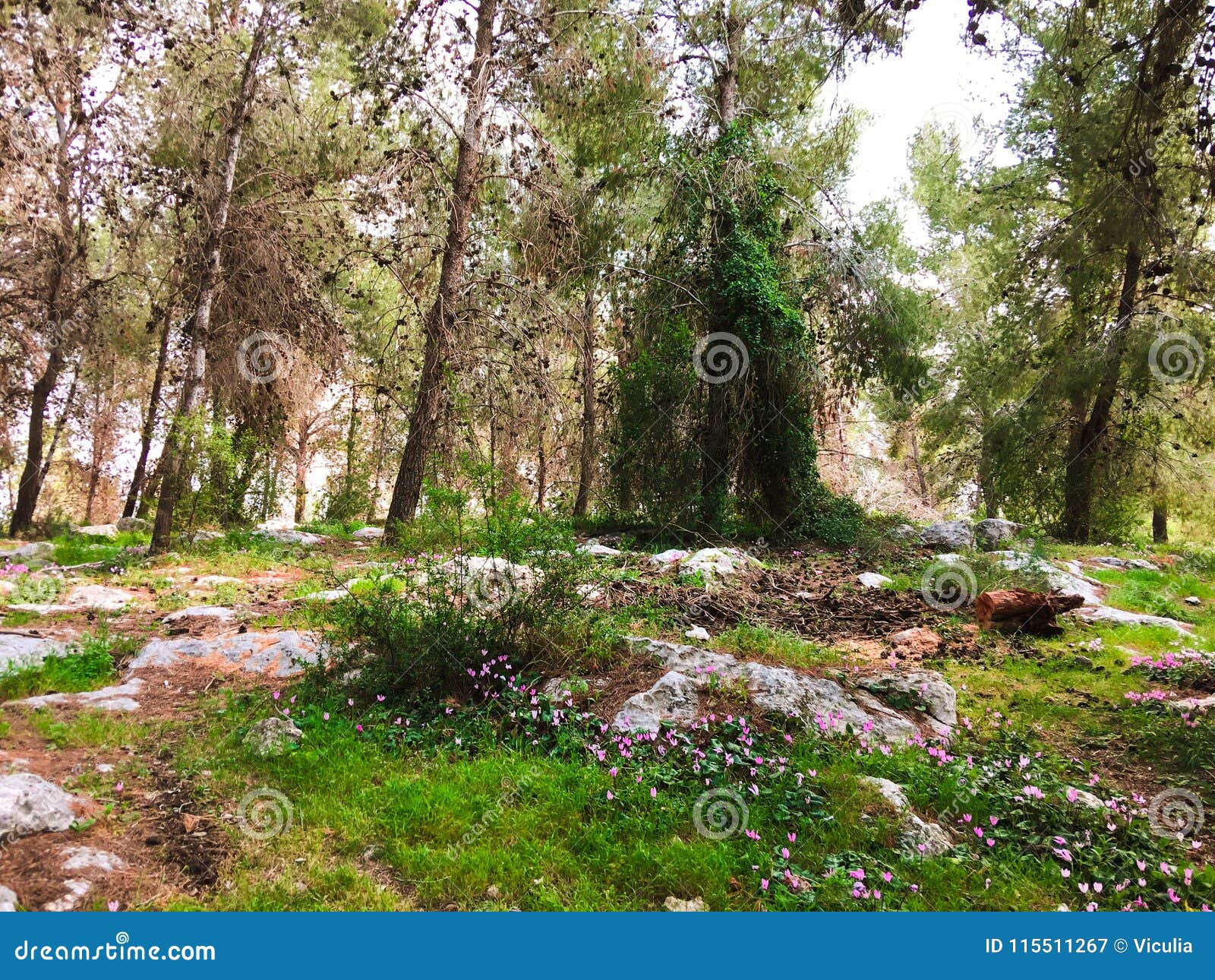 View Inside of the Forest on the Trees. Trees Grow in the Middle of the ...