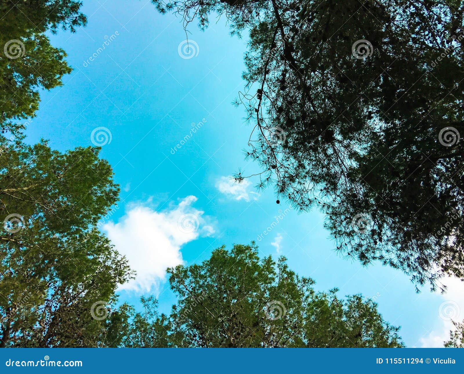 View Inside of the Forest on the Trees. Trees Grow in the Middle of the ...