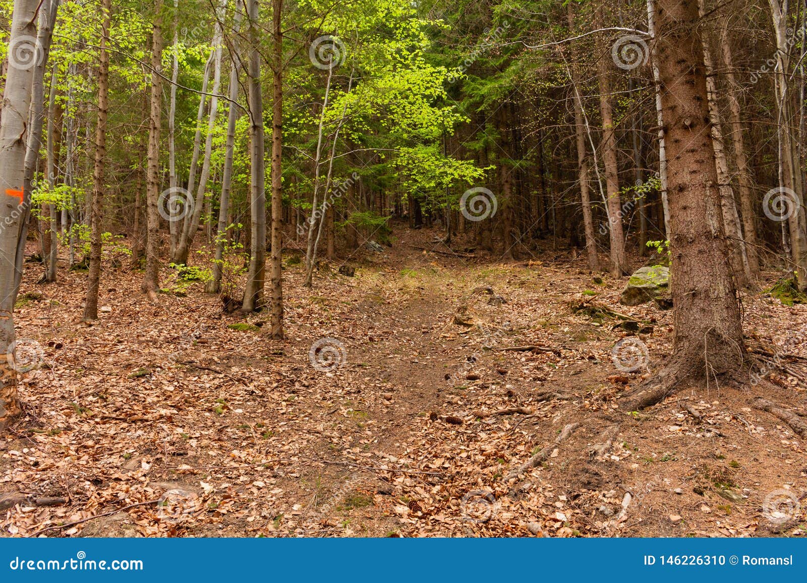 View Inside of the Forest on the Trees Stock Photo - Image of nature ...