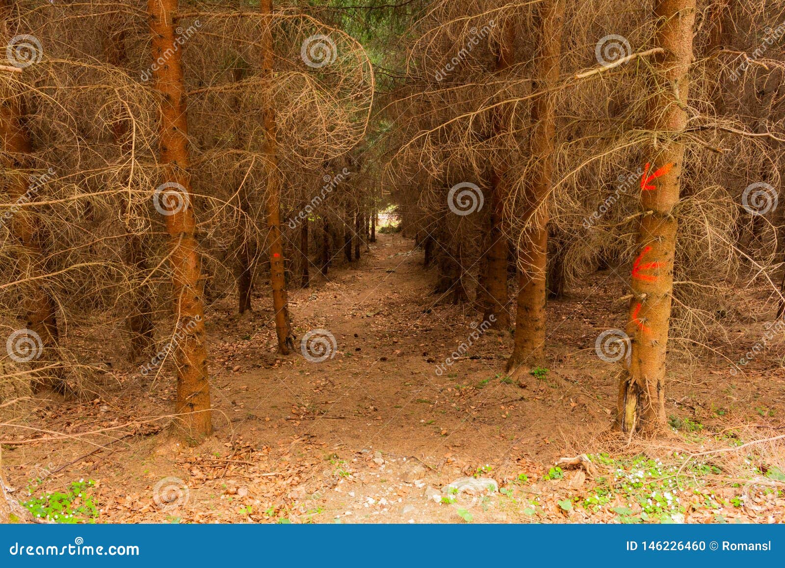 View Inside of the Forest on the Trees Stock Photo - Image of ...