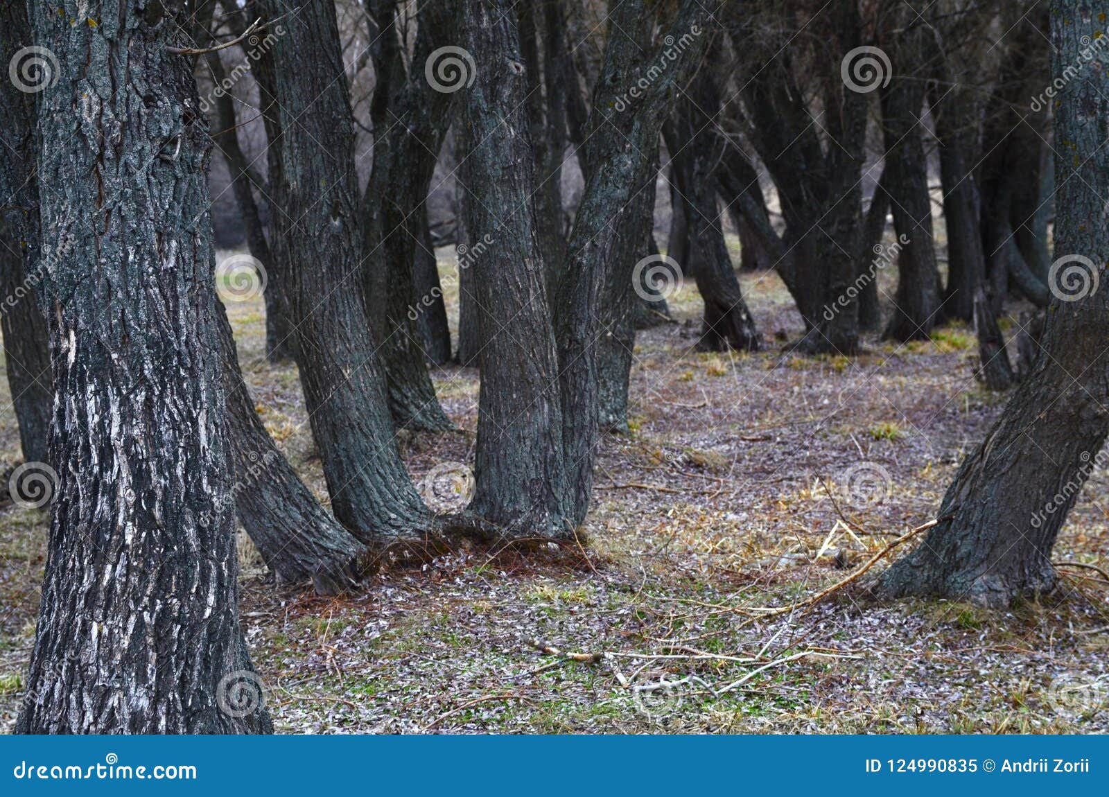 View Inside of the Forest on the Trees Stock Image - Image of stem ...