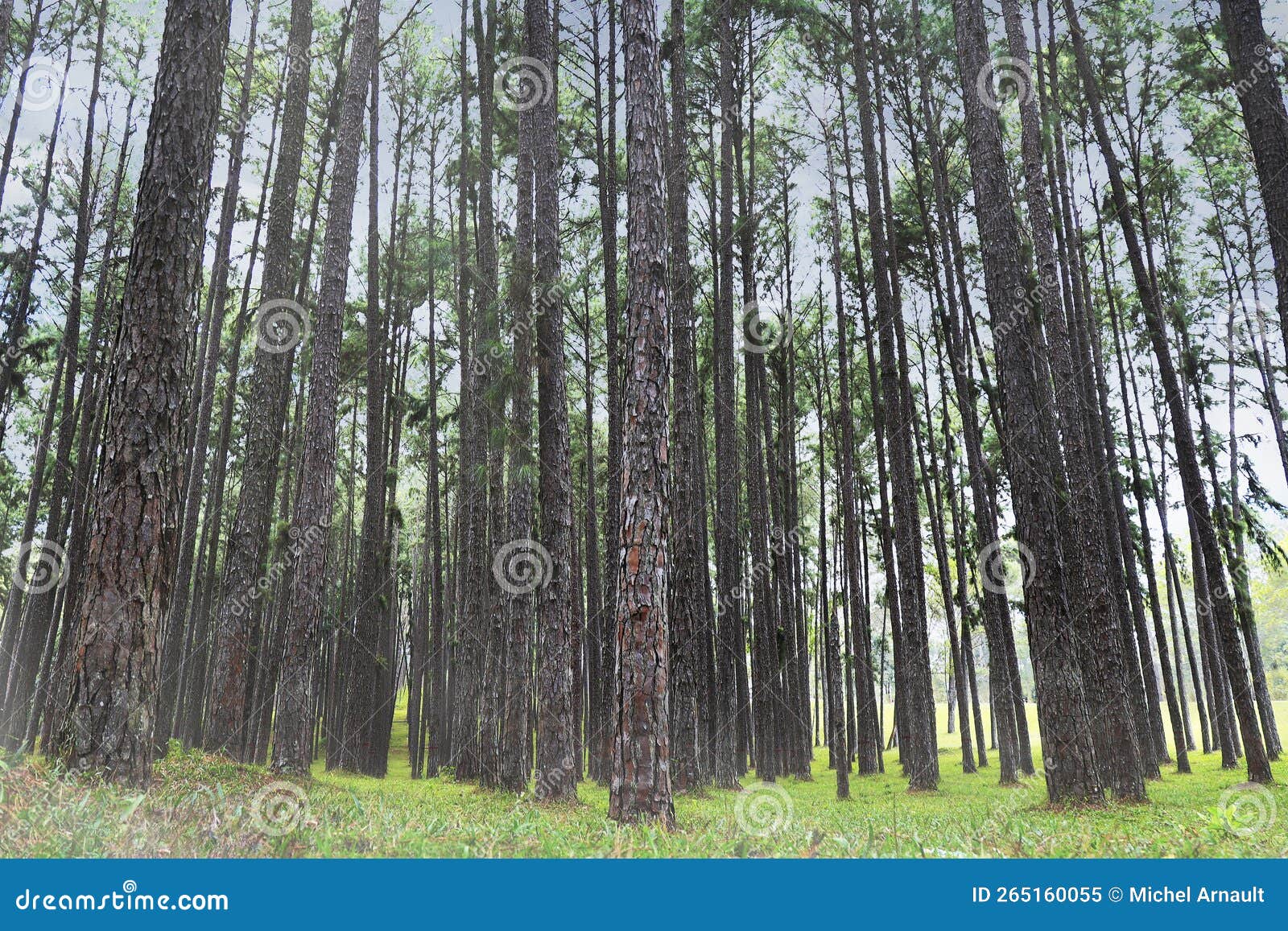 View inside a pine forest stock image. Image of natural - 265160055