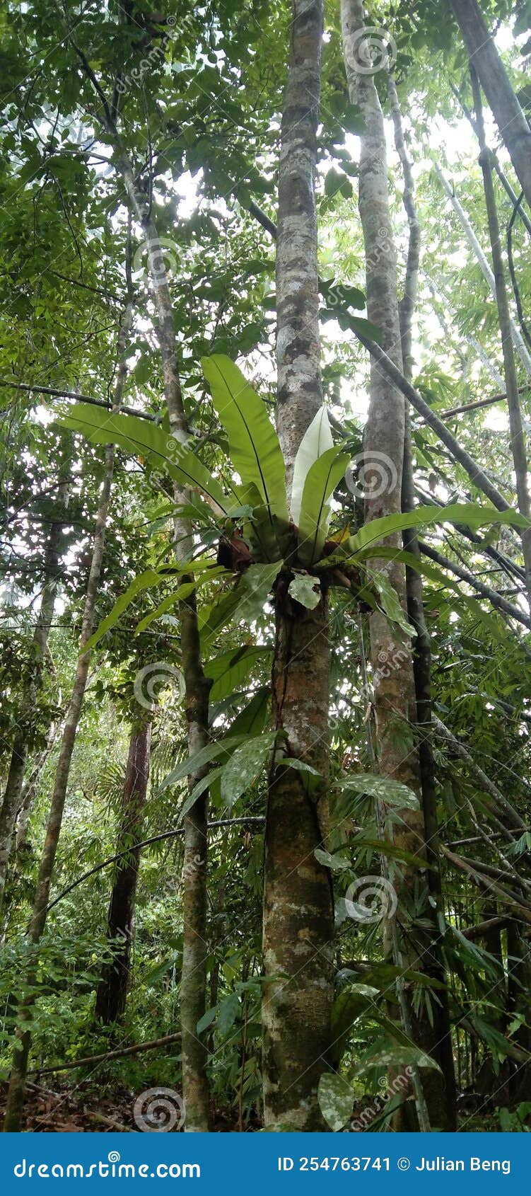 The View of Inside Rainforest Jungle Stock Image - Image of rainf ...