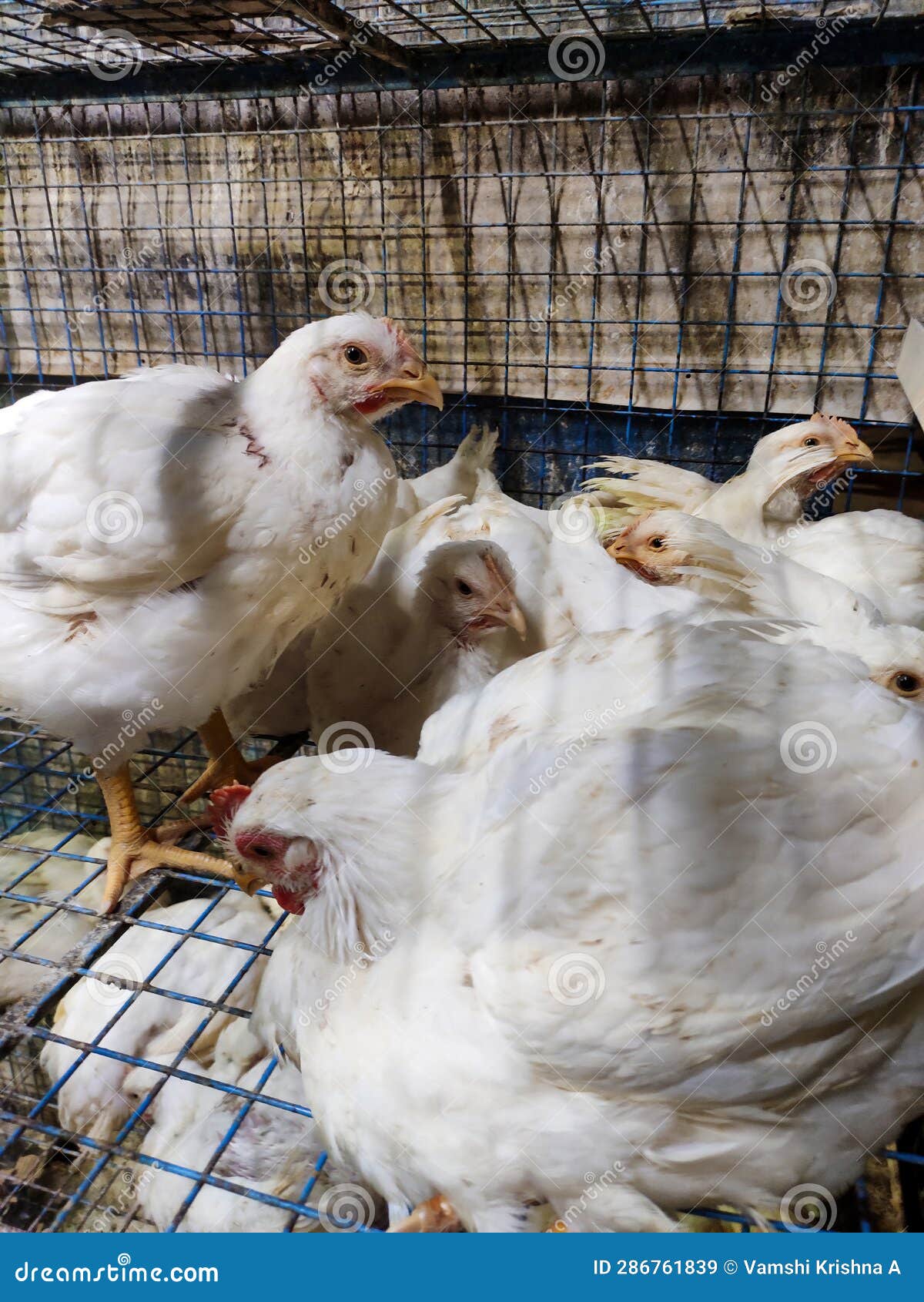 View Inside a Small Chicken Cage Stock Image - Image of fence, bird ...