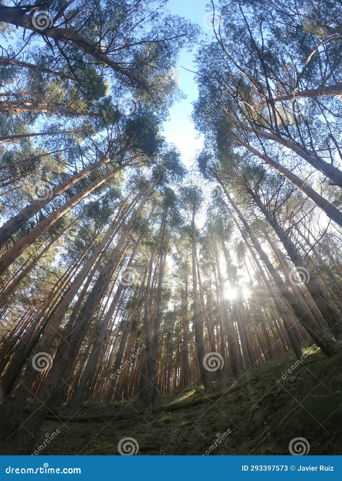 View from Inside a Tall Pine Forest with the Rays of the Sun Filtering ...