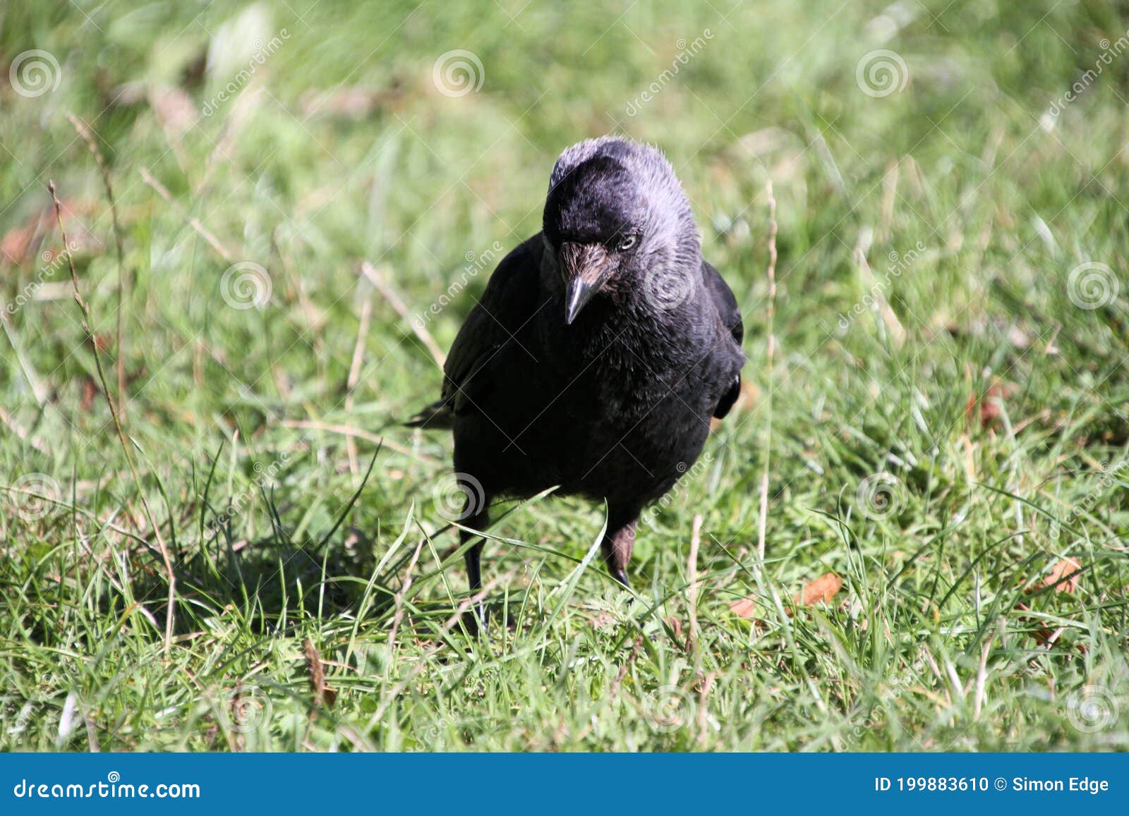 A view of a Jackdaw stock photo. Image of feather, teal - 199883610
