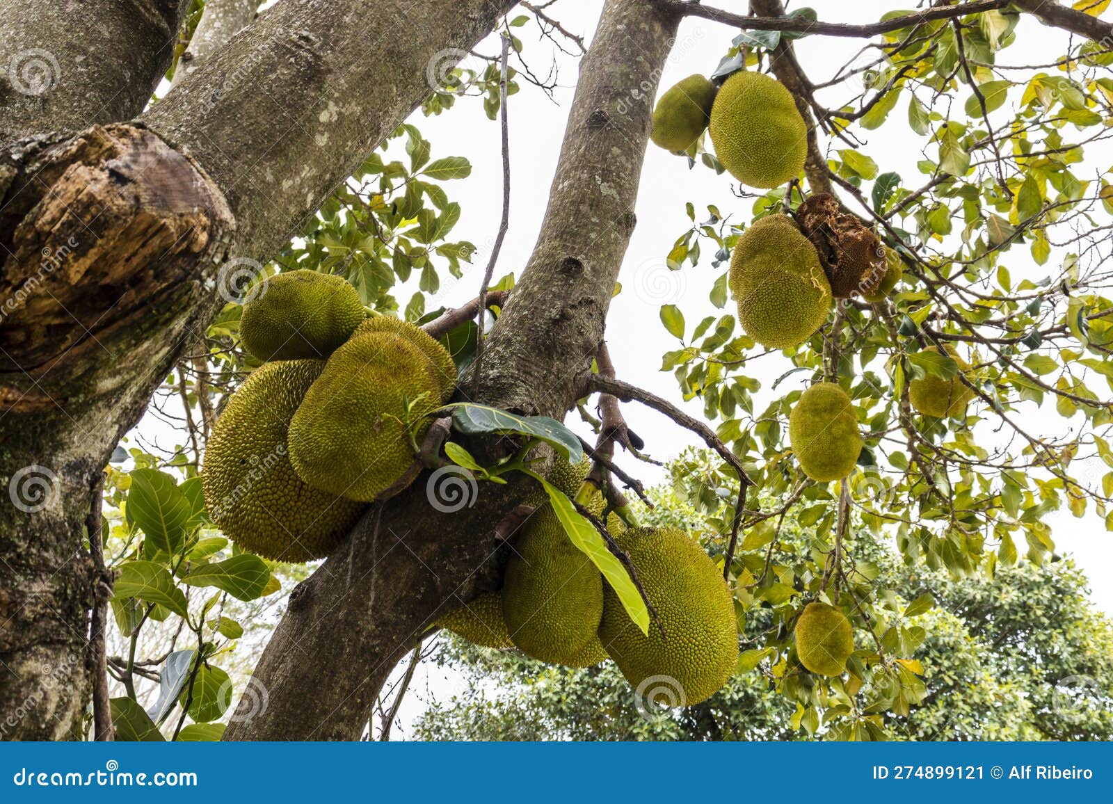 View of Jackfruit Fruit in an Orchard of Jackfruit (Artocarpus ...