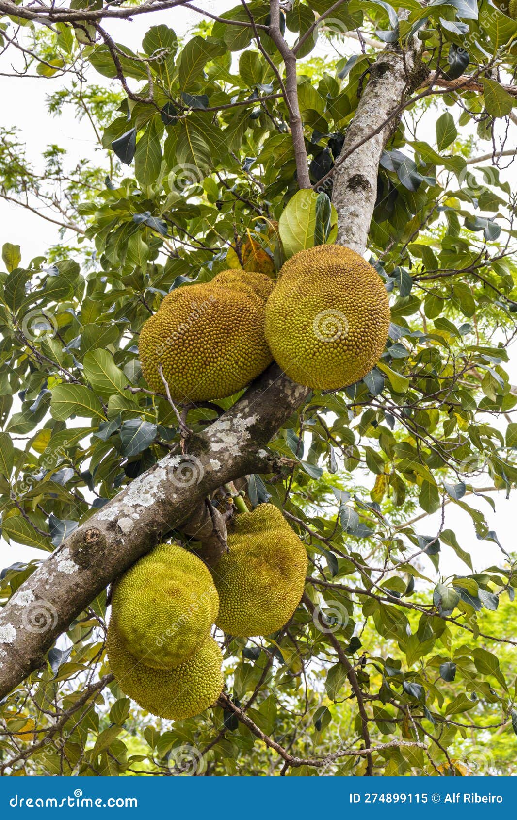 View of Jackfruit Fruit in an Orchard of Jackfruit (Artocarpus ...