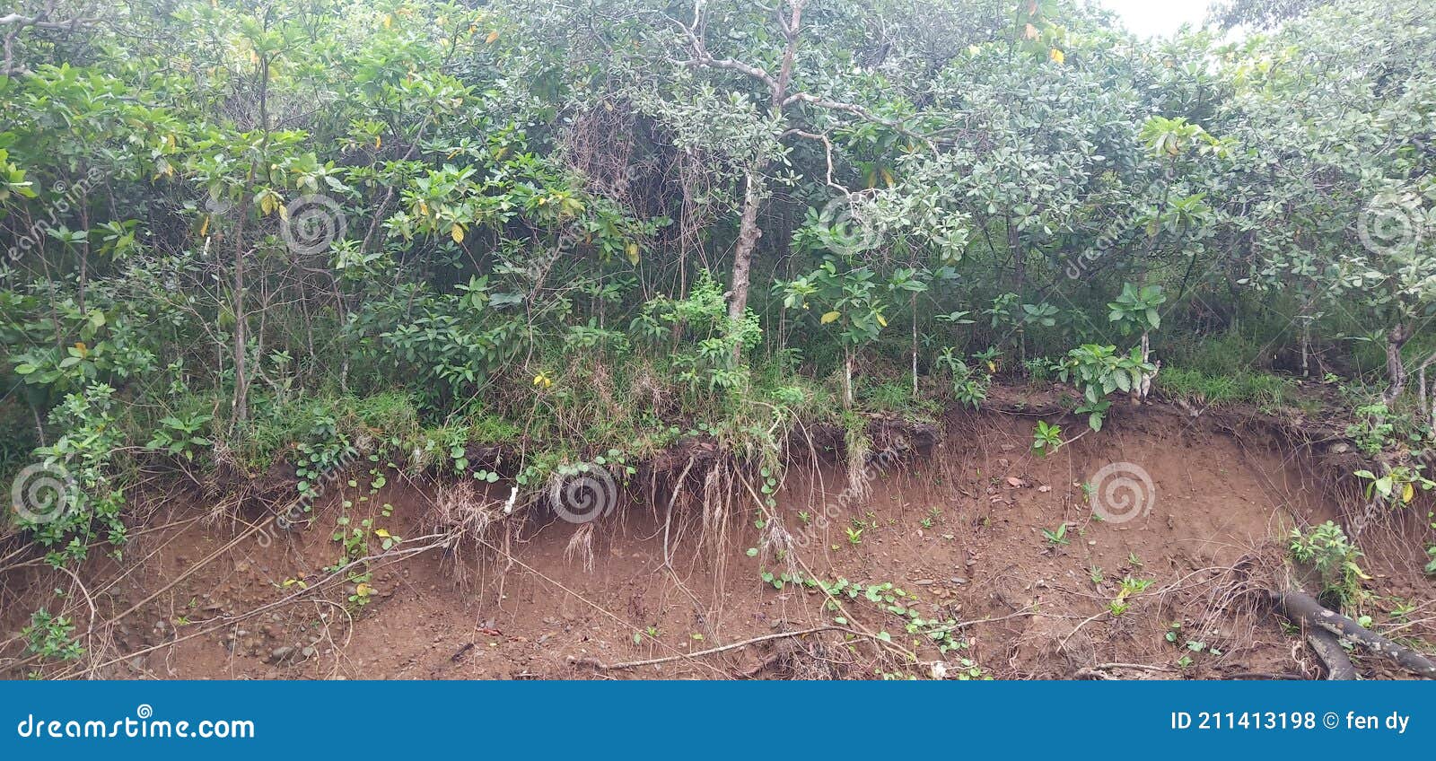 View jangle natural stock photo. Image of tree, trail - 211413198