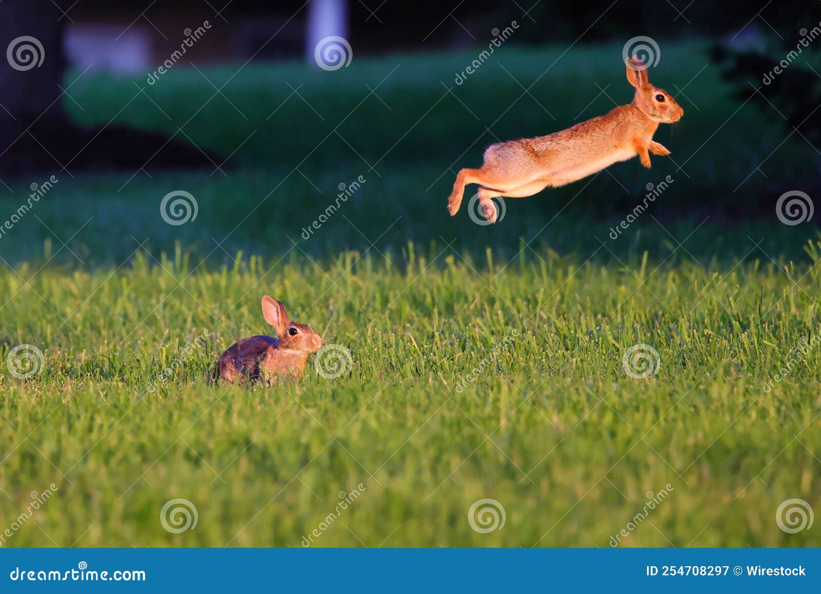 View of the Jumping Rabbits in the Green Field on a Sunny Day Stock ...