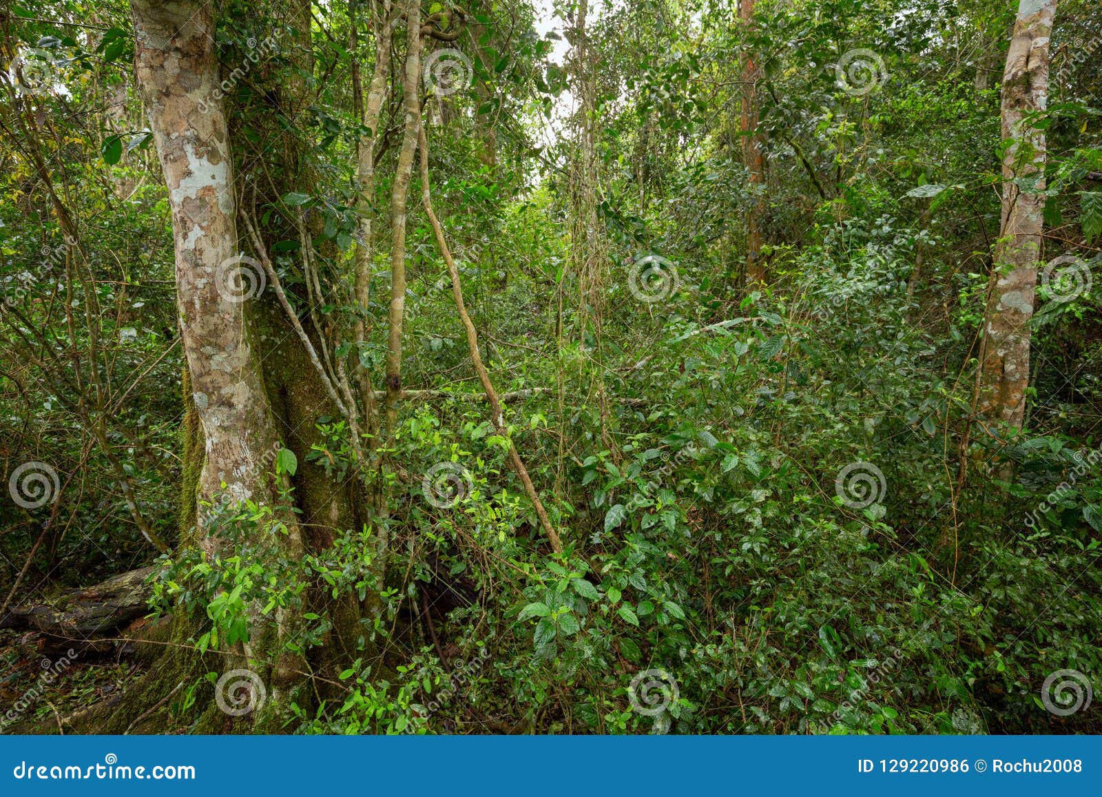 View of the Jungle / Landscape Stock Photo - Image of selva, landscape ...
