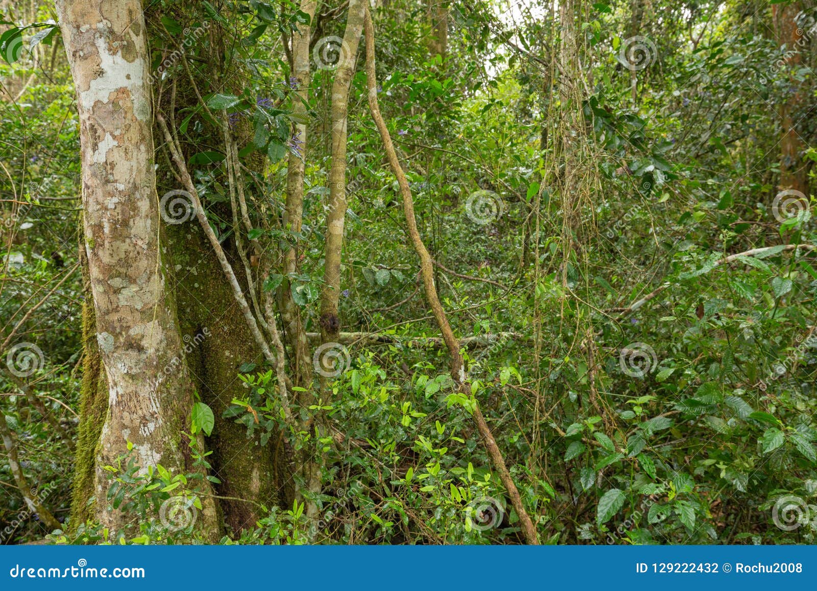 View of the Jungle / Landscape Stock Photo - Image of green, tropical ...