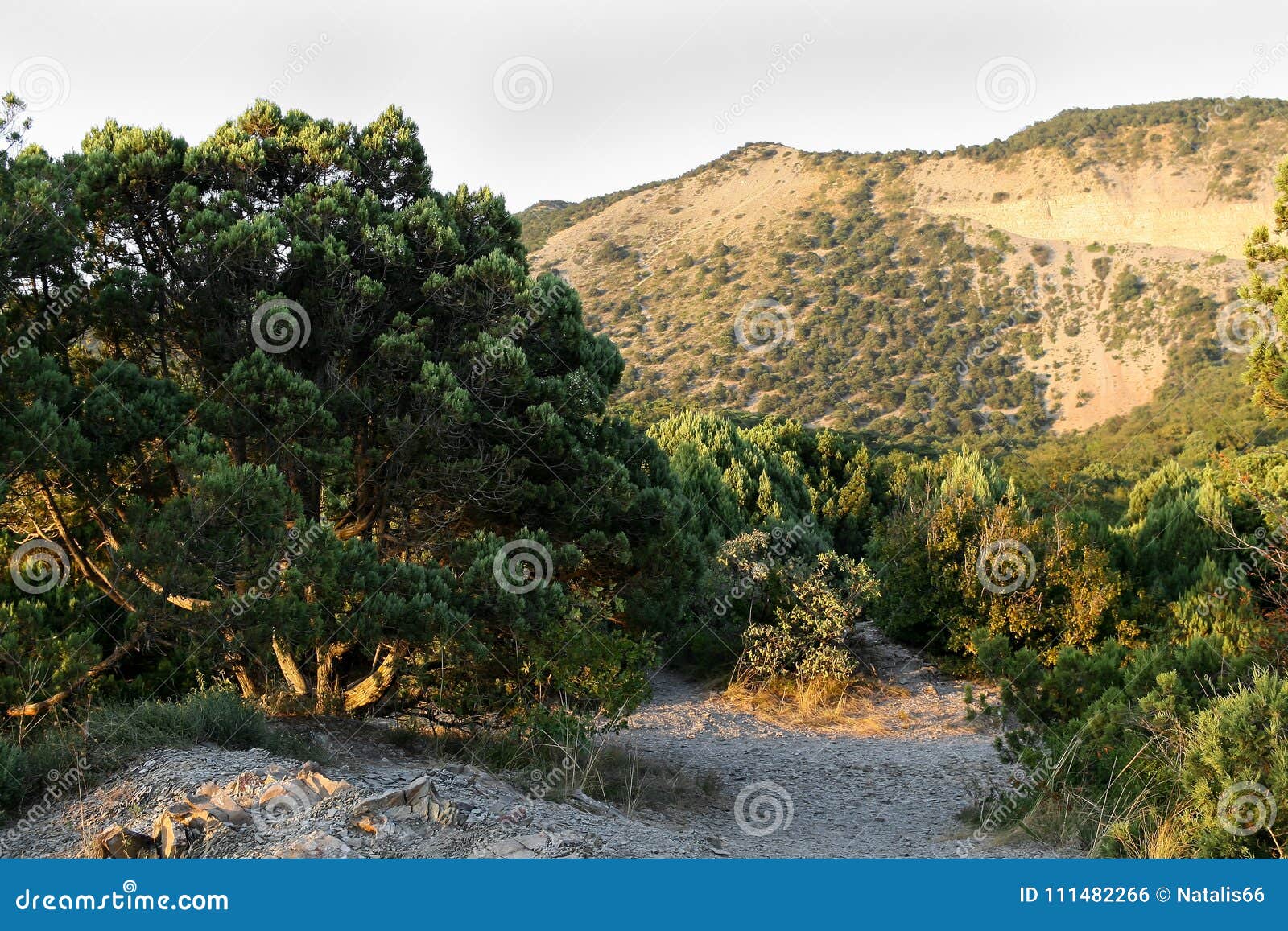 View of Juniper Forest and Mountains in Summer Sunset. Stock Photo ...