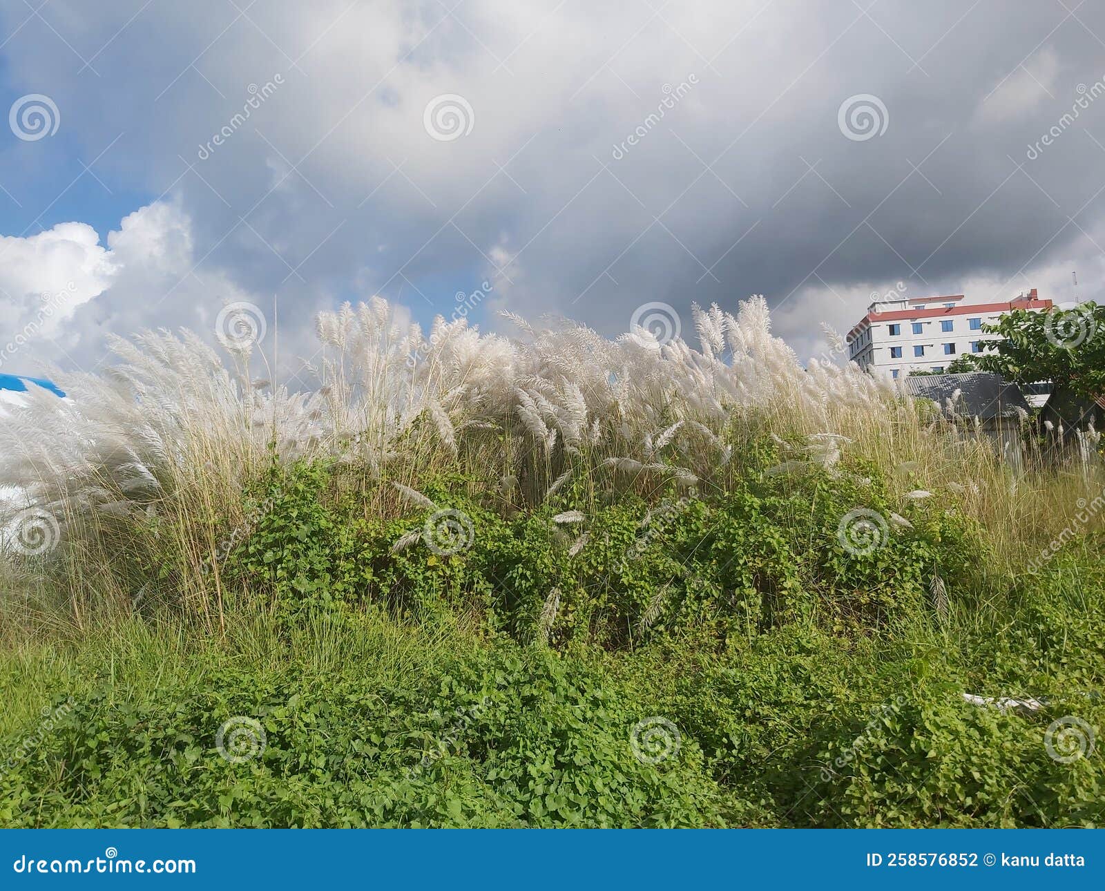 The View of Kash Flowers and Sky is Very Charming. Stock Photo - Image ...