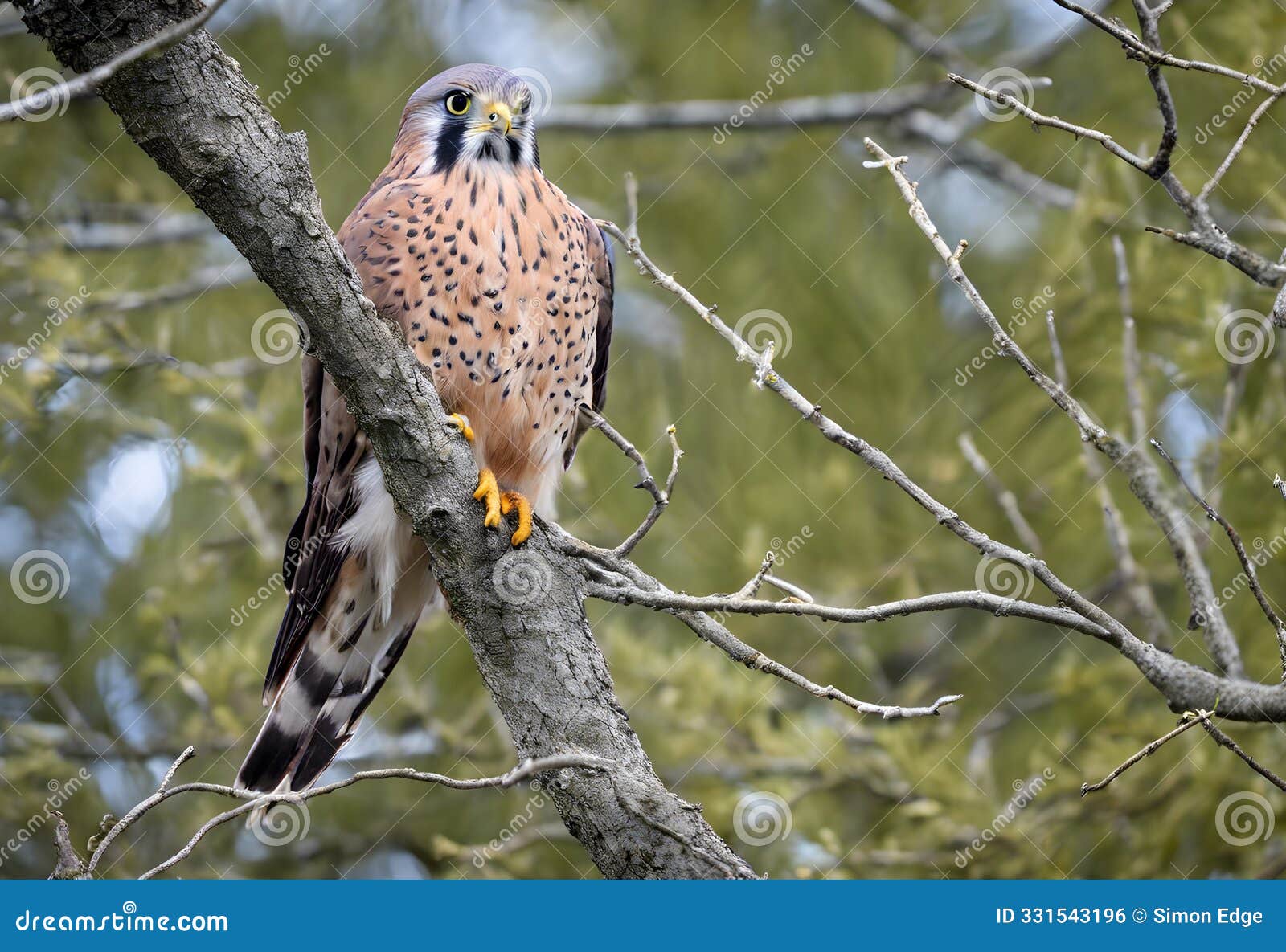 A View of a Kestrel in a Tree Stock Illustration - Illustration of ...