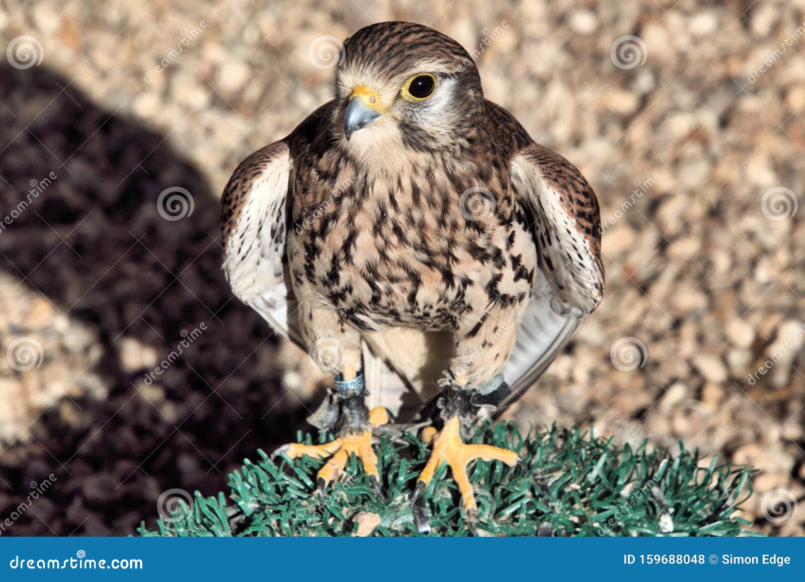 A view of a Kestrel stock photo. Image of feathers, birds - 159688048