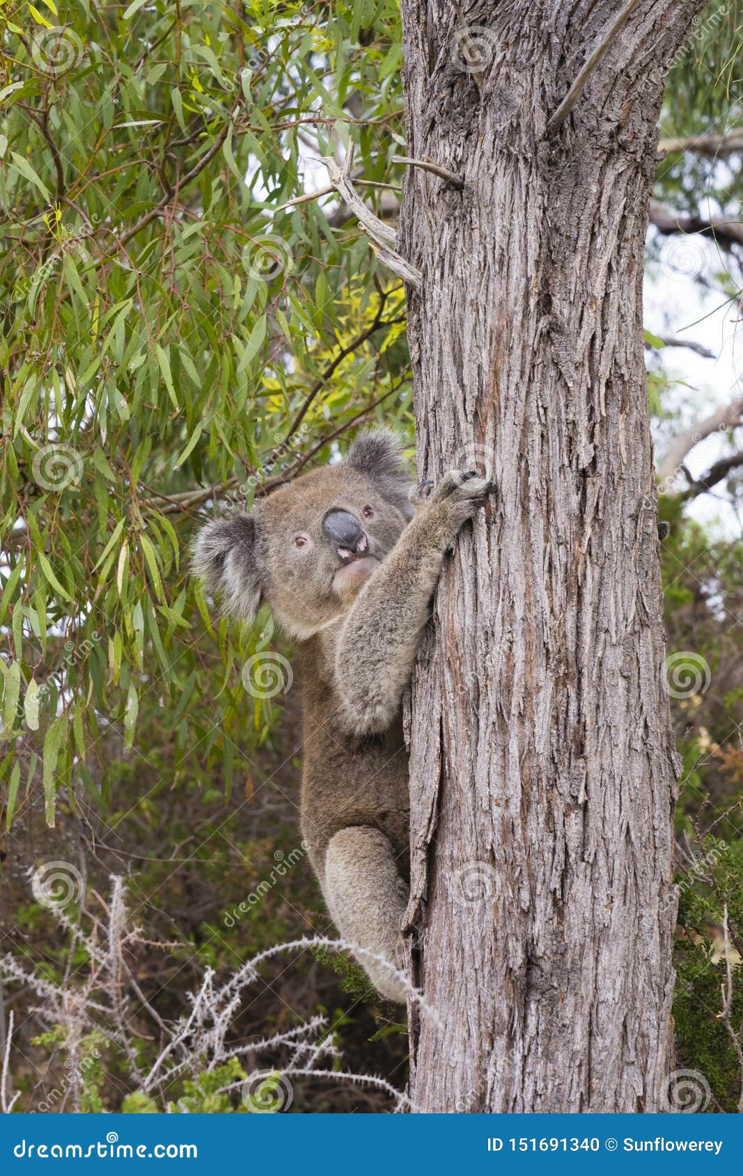 Koala Clinging To a Tree in Australia Stock Photo - Image of australian ...