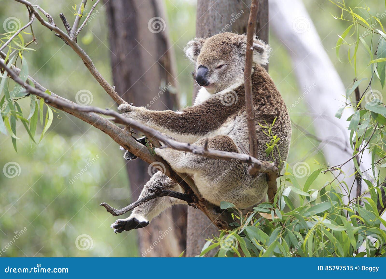 Koala in a tree stock image. Image of branch, portrait - 85297515