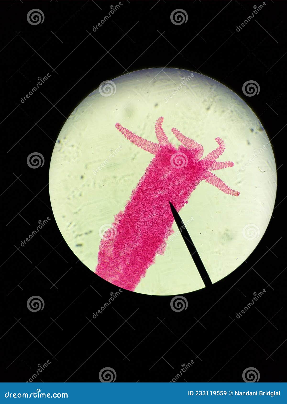 Hydra sp. stock image. Image of view, microscope, organism - 233119559