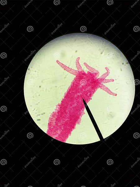 Hydra sp. stock image. Image of view, microscope, organism - 233119559