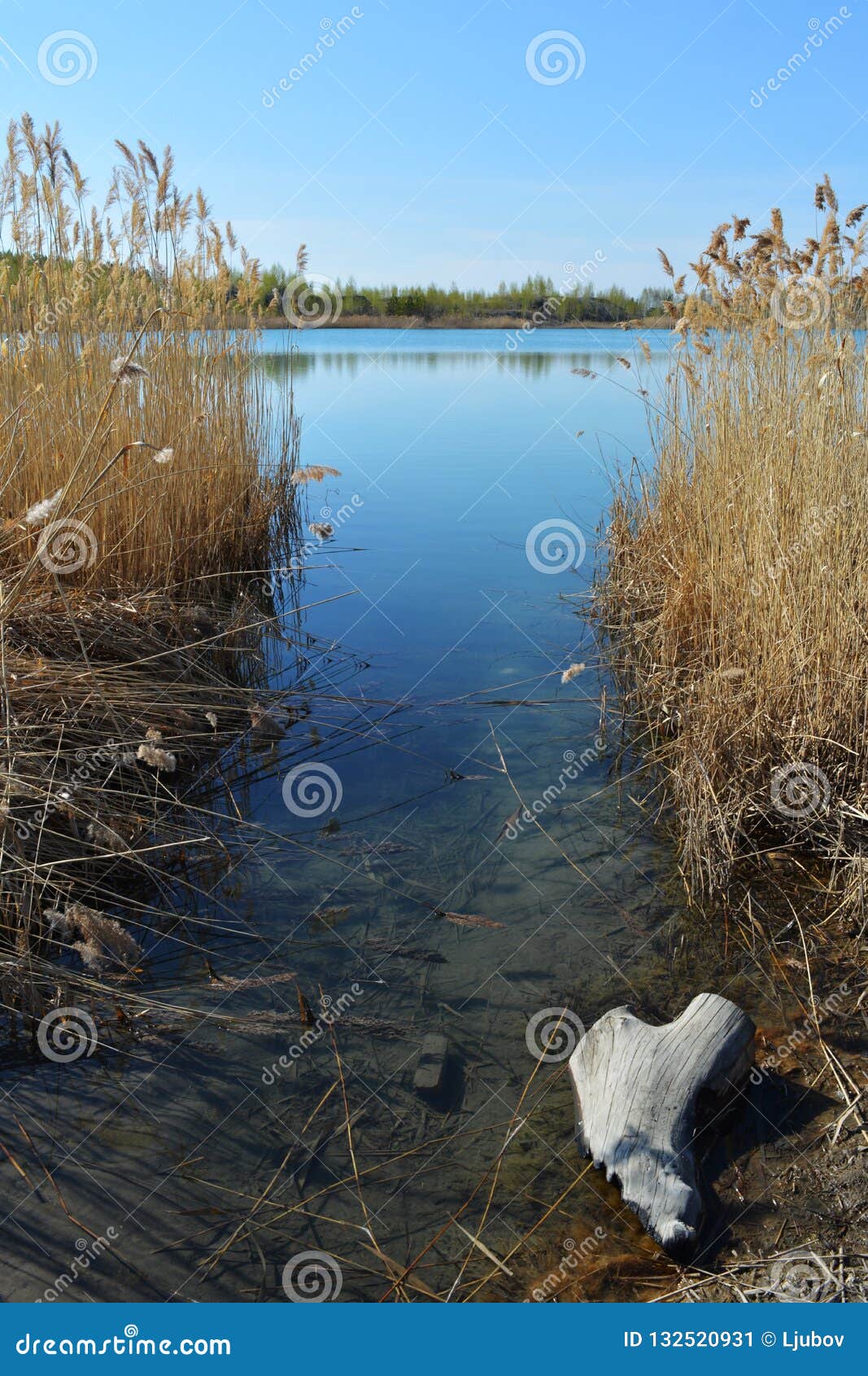 View on the Lake with Blue Water through Thickets of Bulrush. Tranquil ...